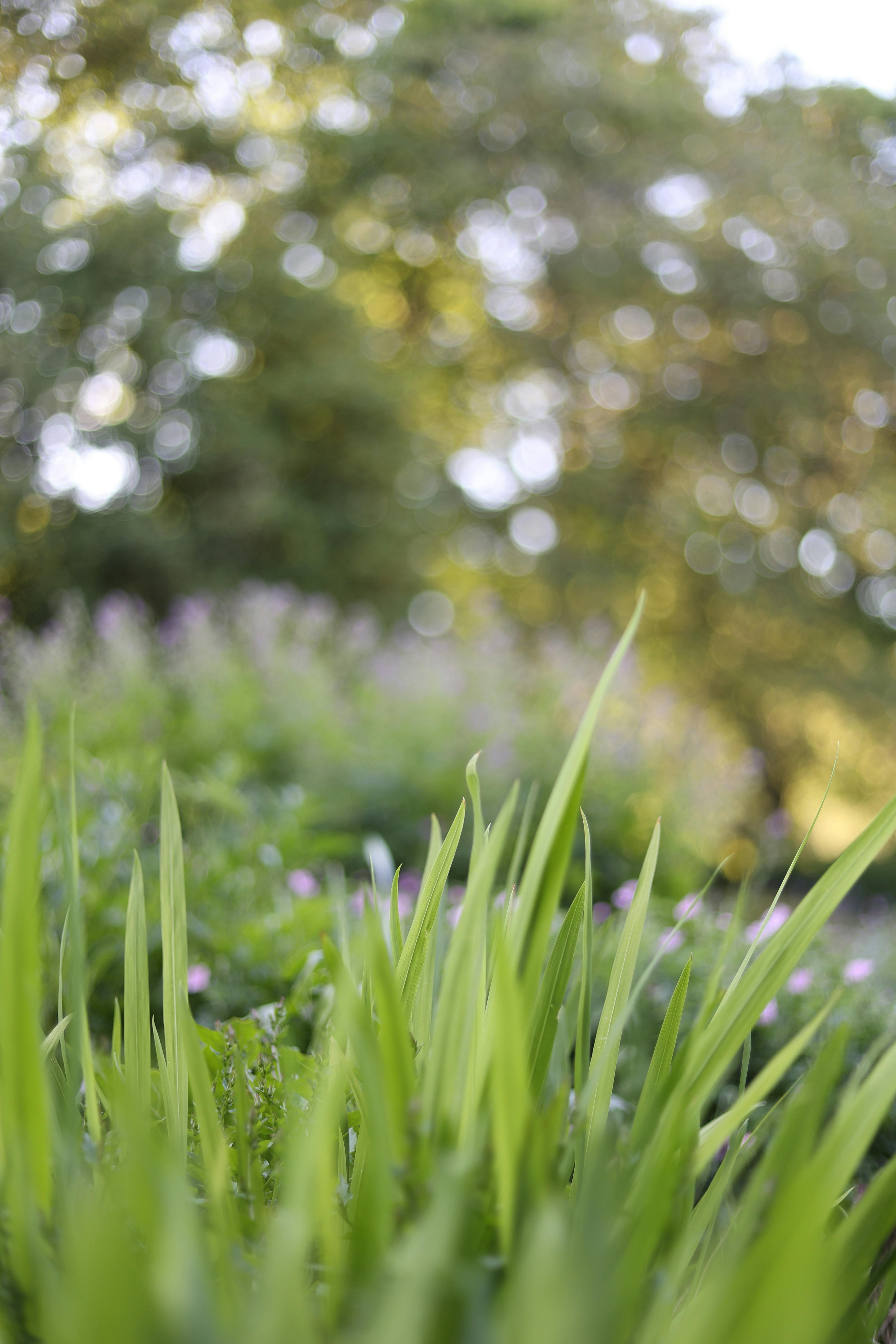 A Close-Up Shot of Green Grass · Free Stock Photo