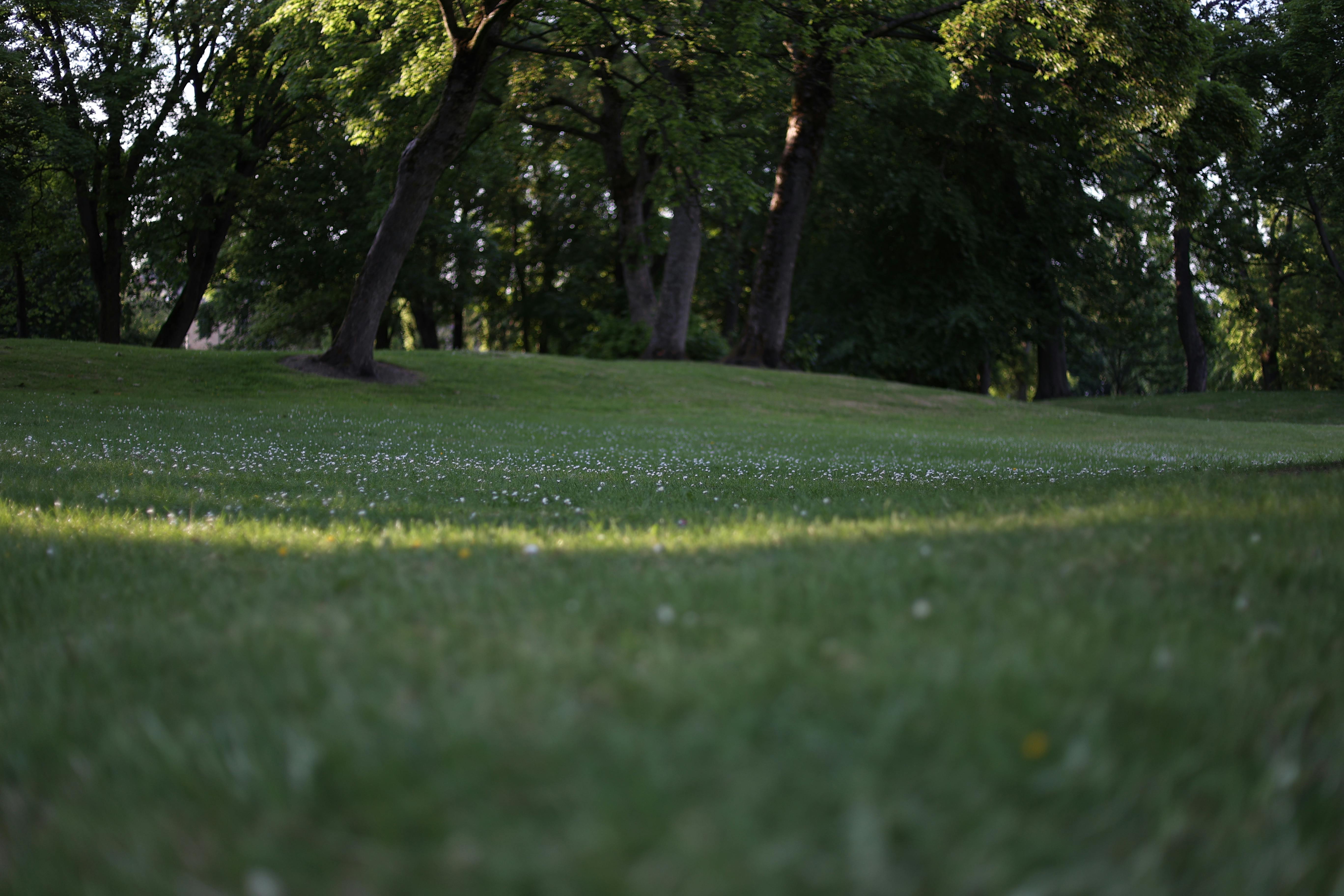 A Green Grass Field with Trees · Free Stock Photo