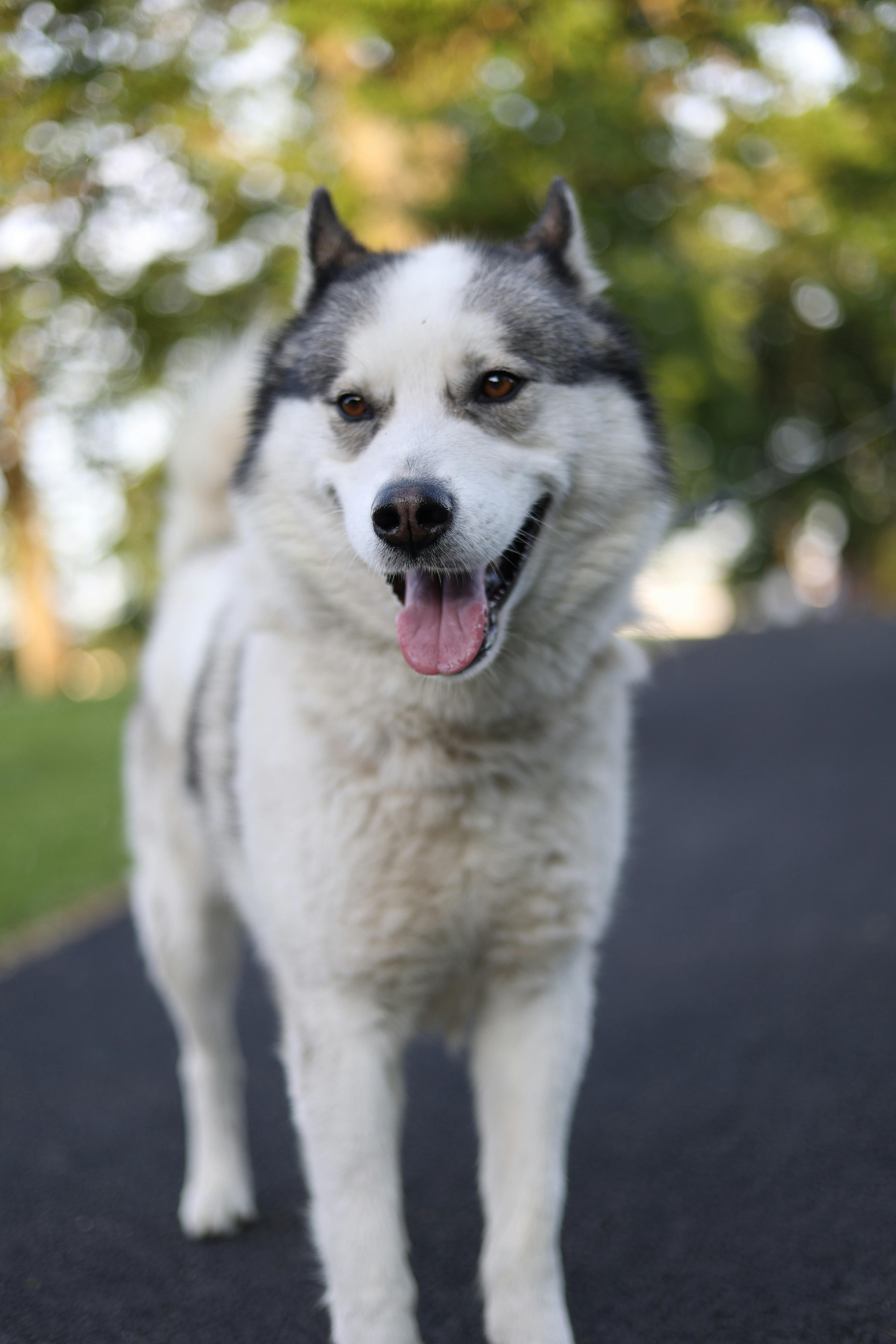 A Siberian Husky Dog Between a Couple · Free Stock Photo