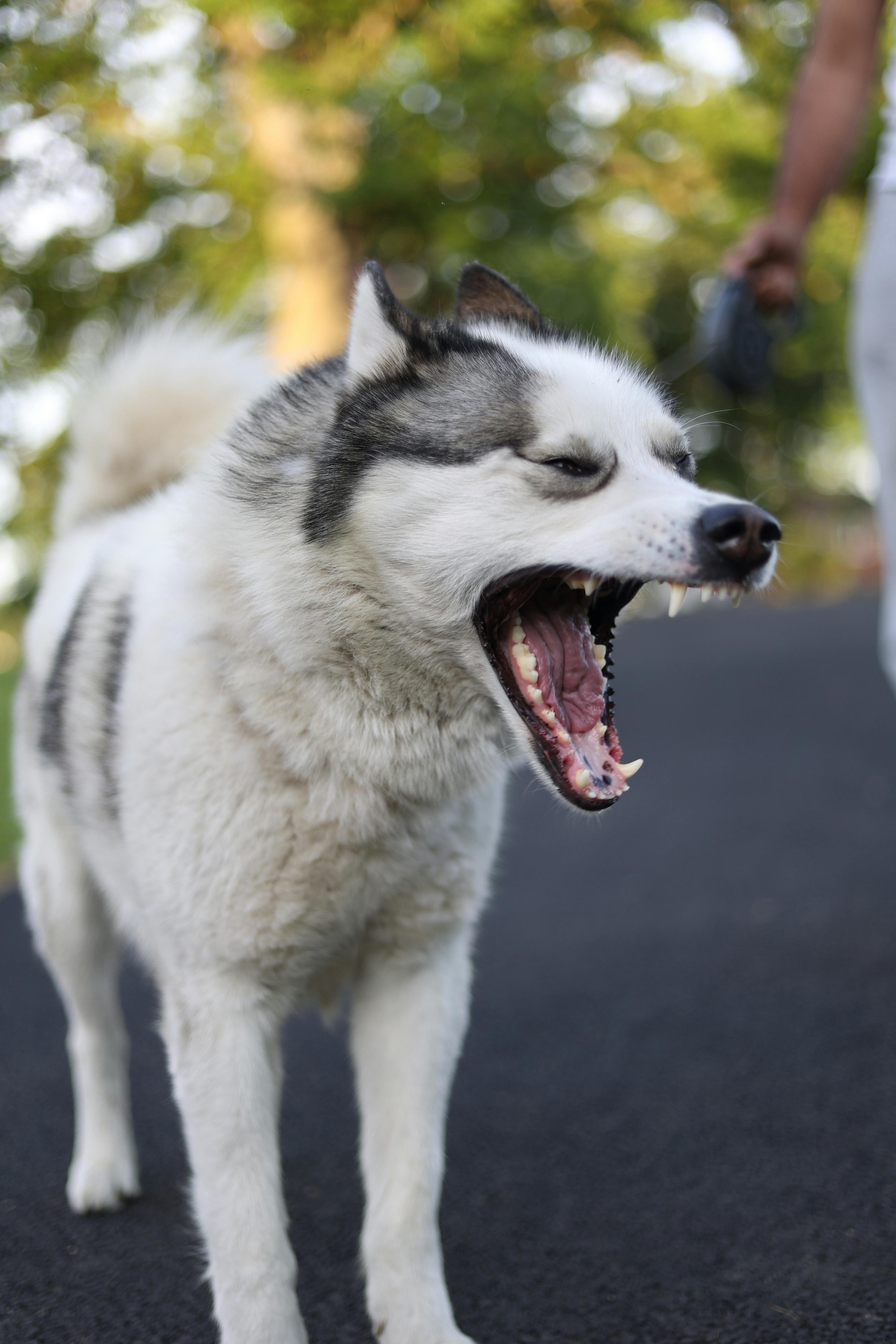 A Siberian Husky Yawning · Free Stock Photo