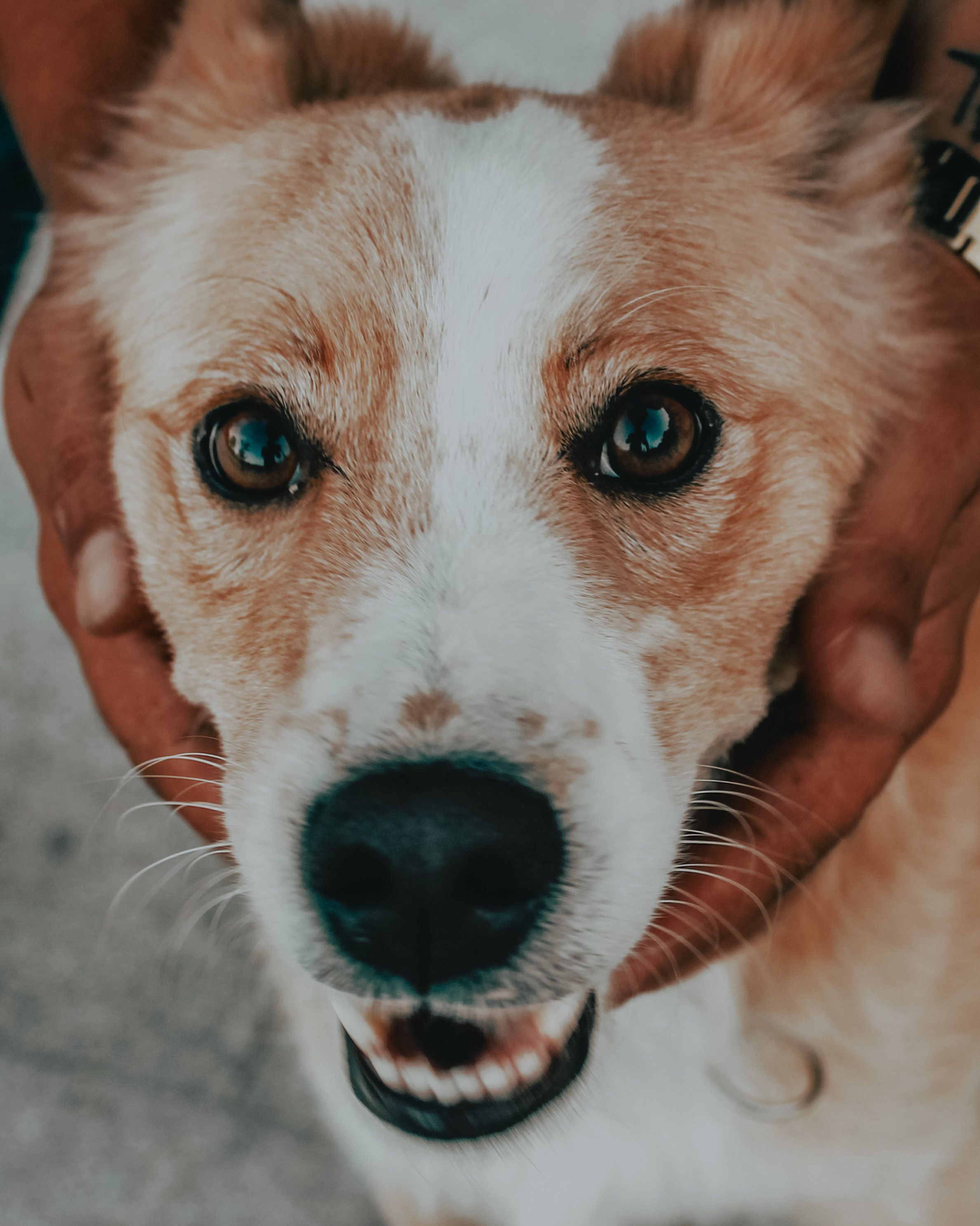 A Person Carrying a Dog · Free Stock Photo