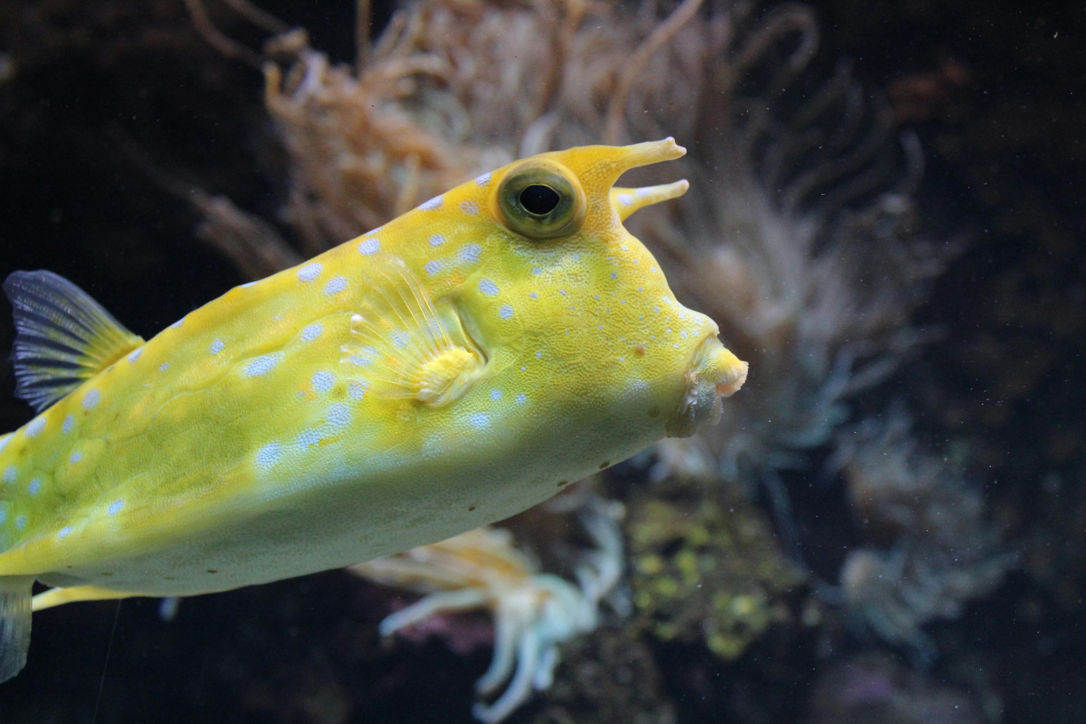 Free stock photo of animal, dark, fish