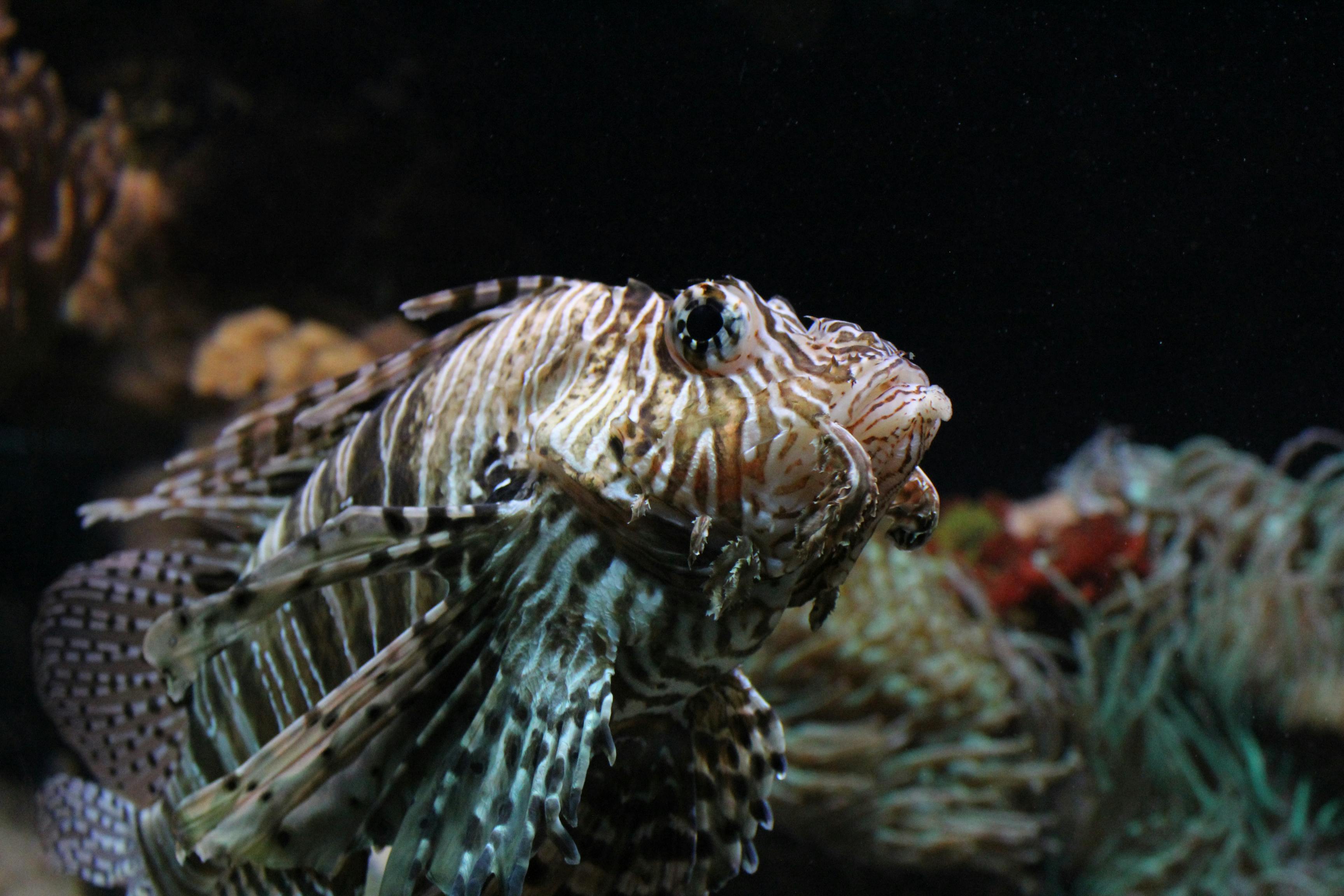 Free stock photo of animal, dark, fish