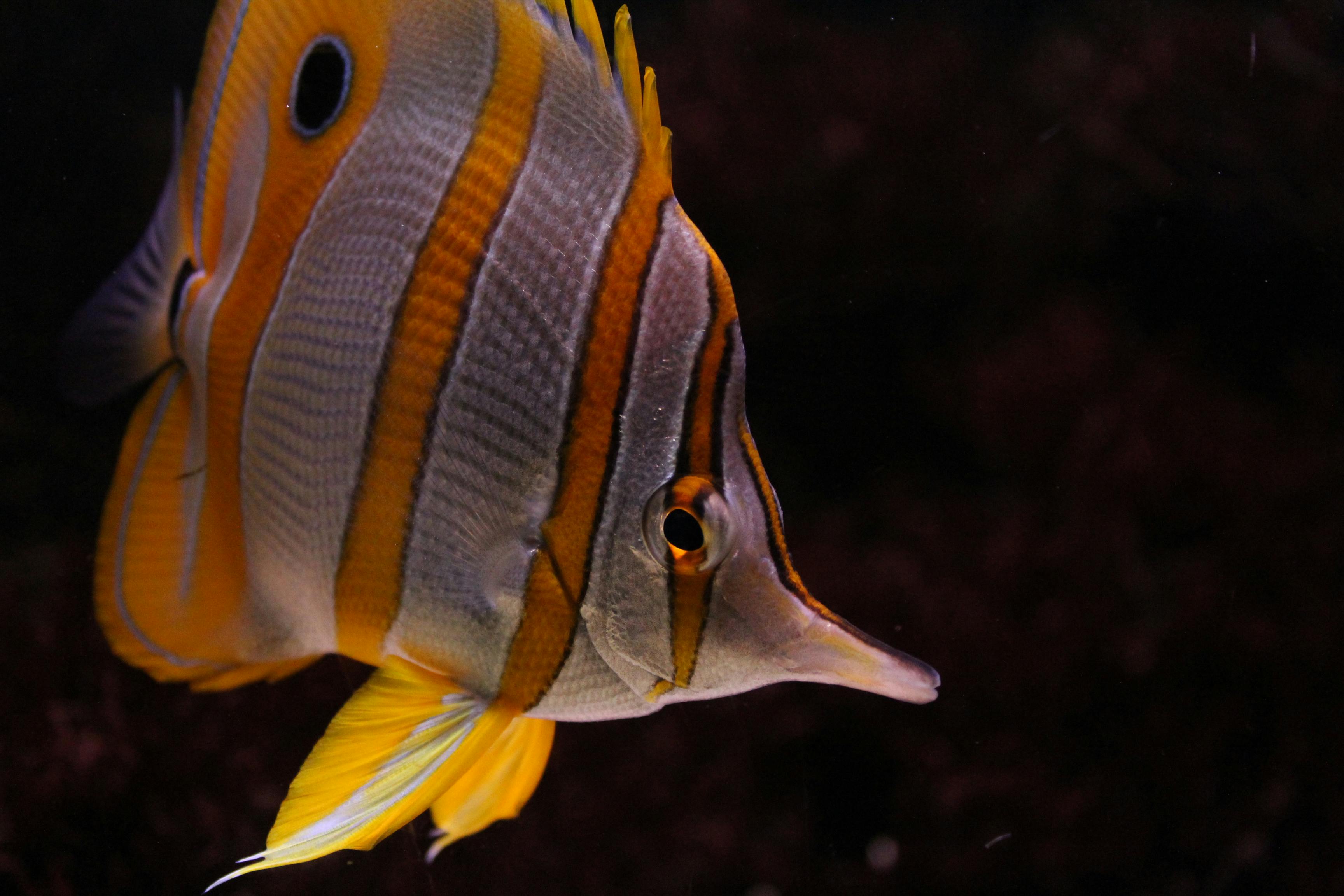 Free stock photo of animal, dark, fish