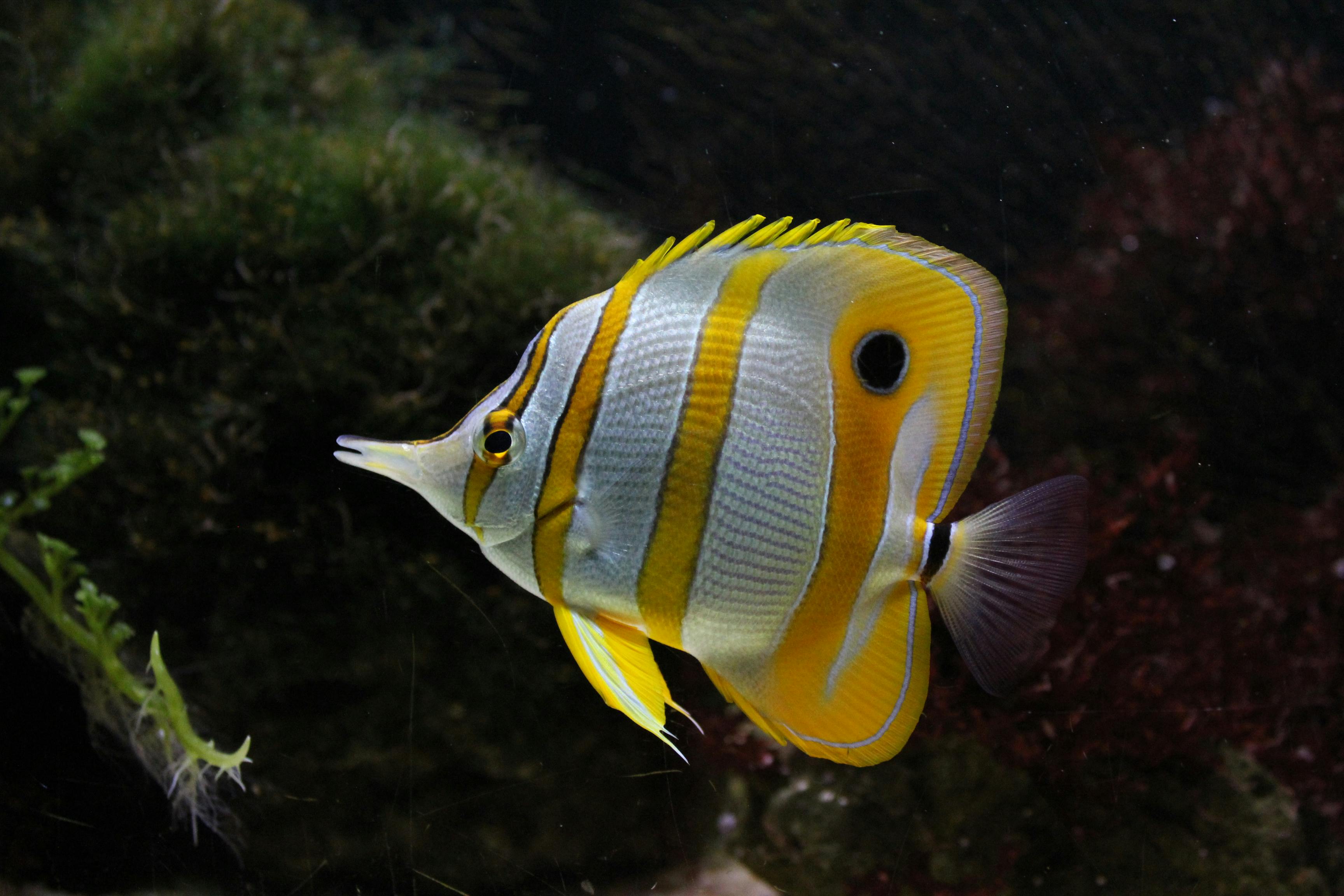 Free stock photo of animal, dark, fish