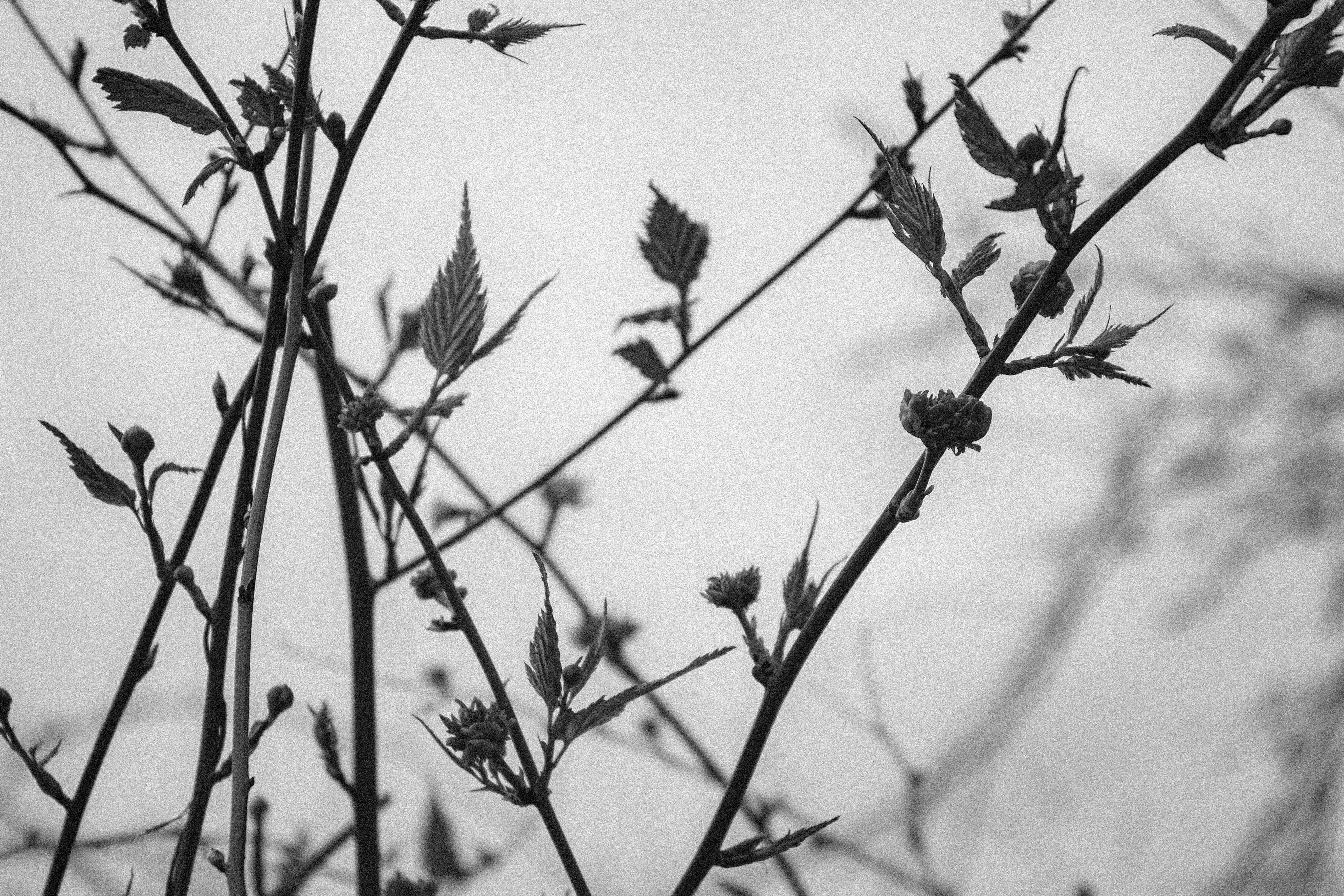 Grayscale Photo of Plant Stem with Leaves · Free Stock Photo