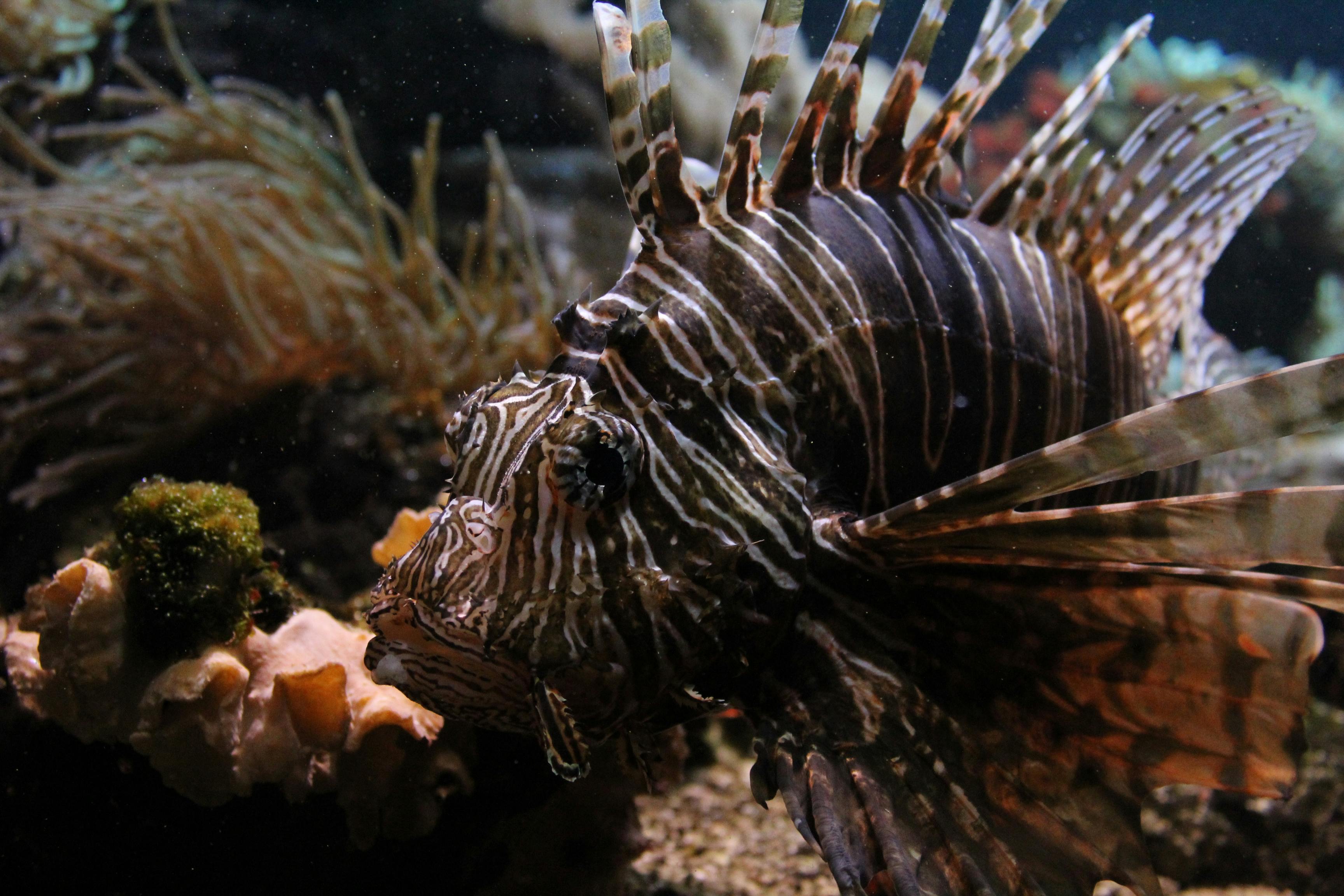 Free stock photo of animal, dark, fish