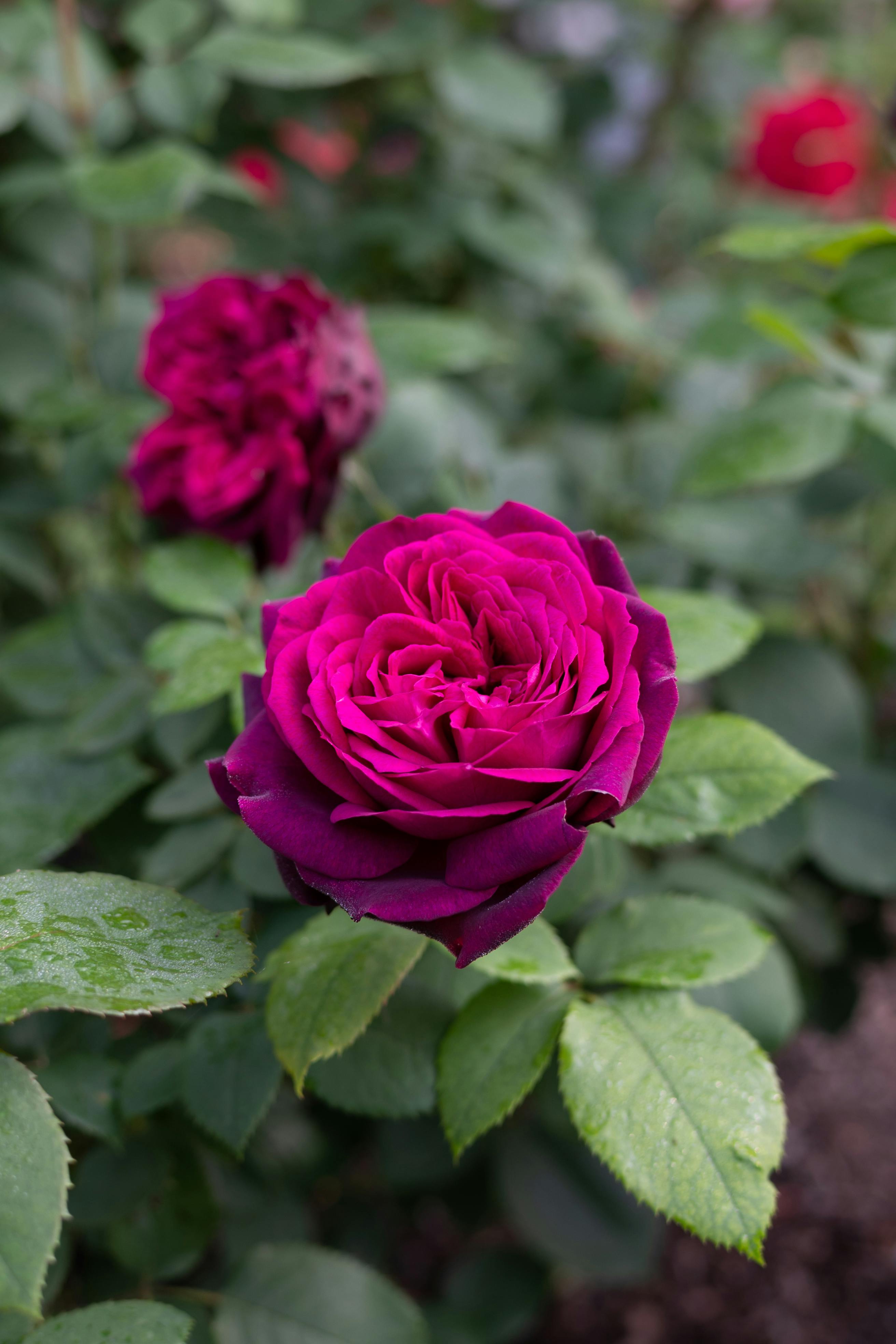 Close Up Shot of a Red Rose · Free Stock Photo