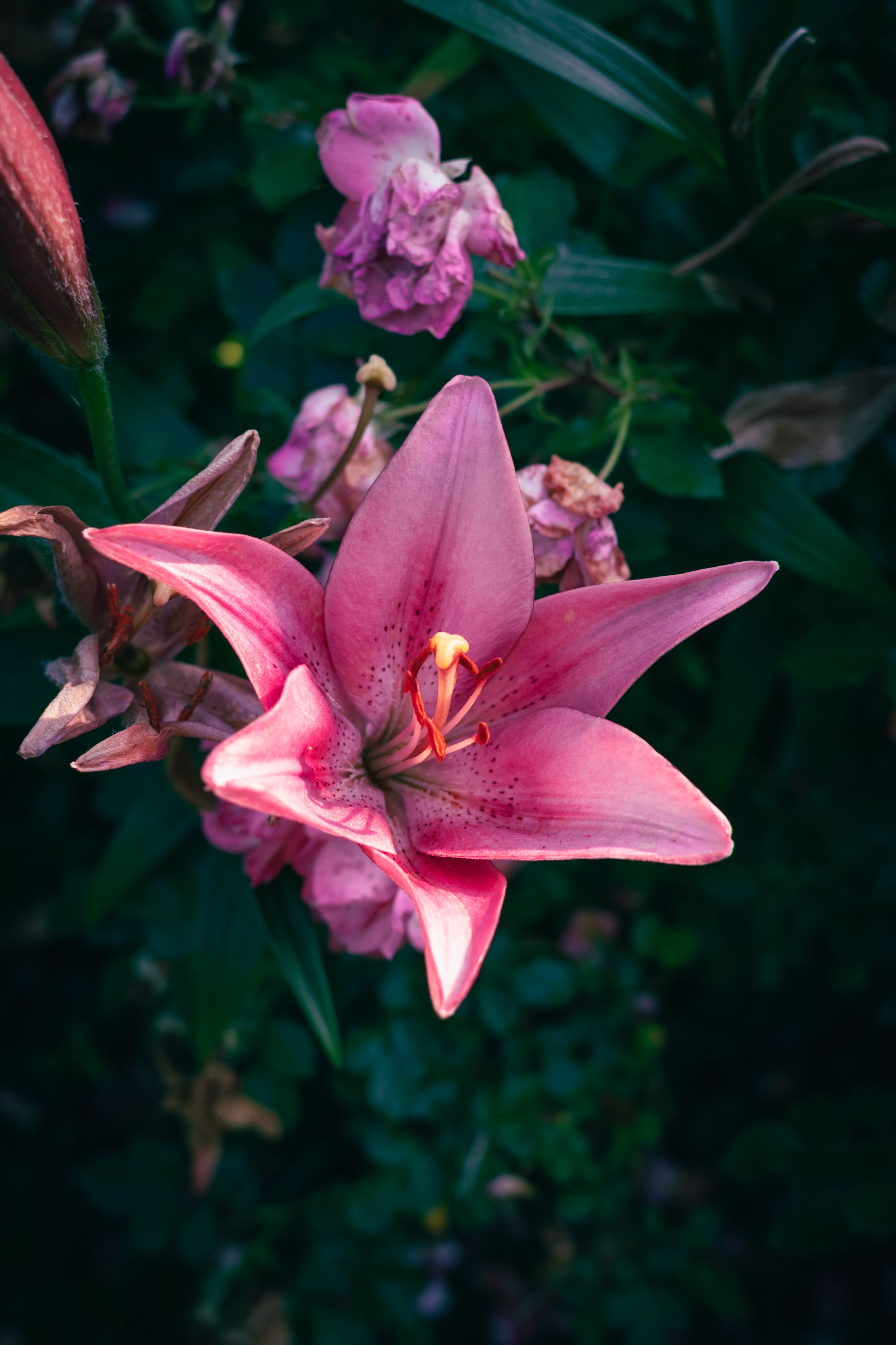 Close-up of Purple Lilies · Free Stock Photo