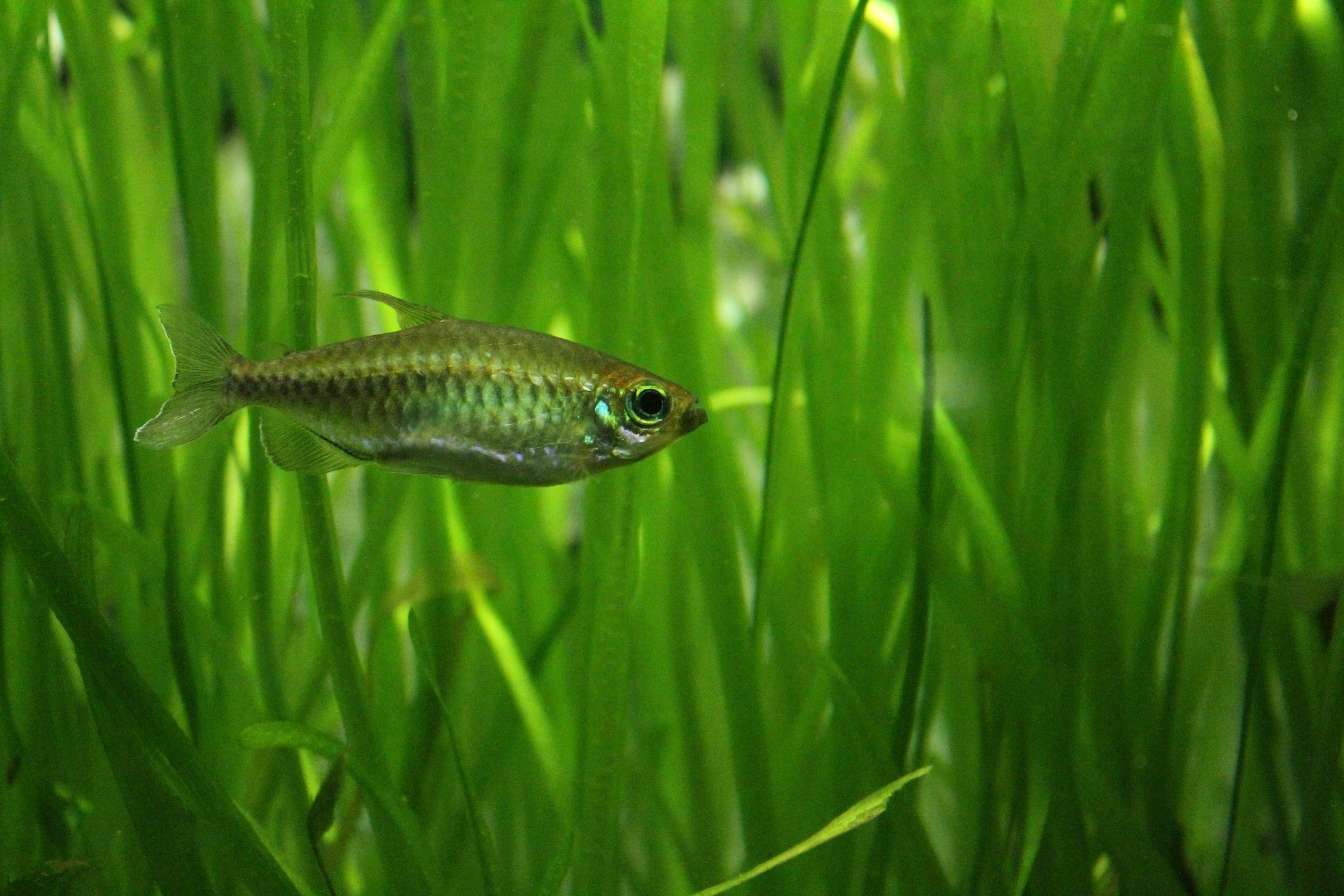 Free stock photo of animal, dark, fish