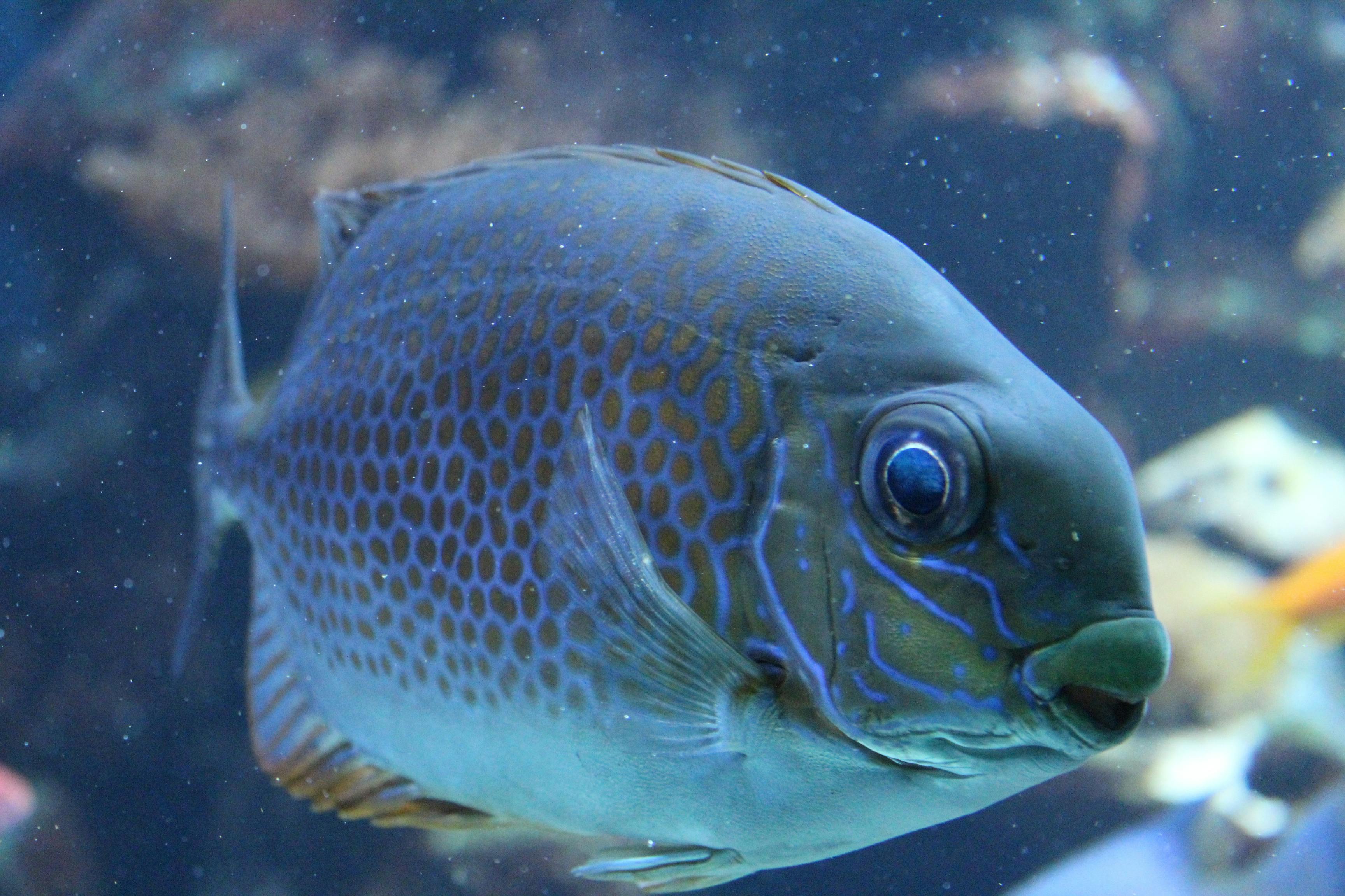 Free stock photo of animal, dark, fish