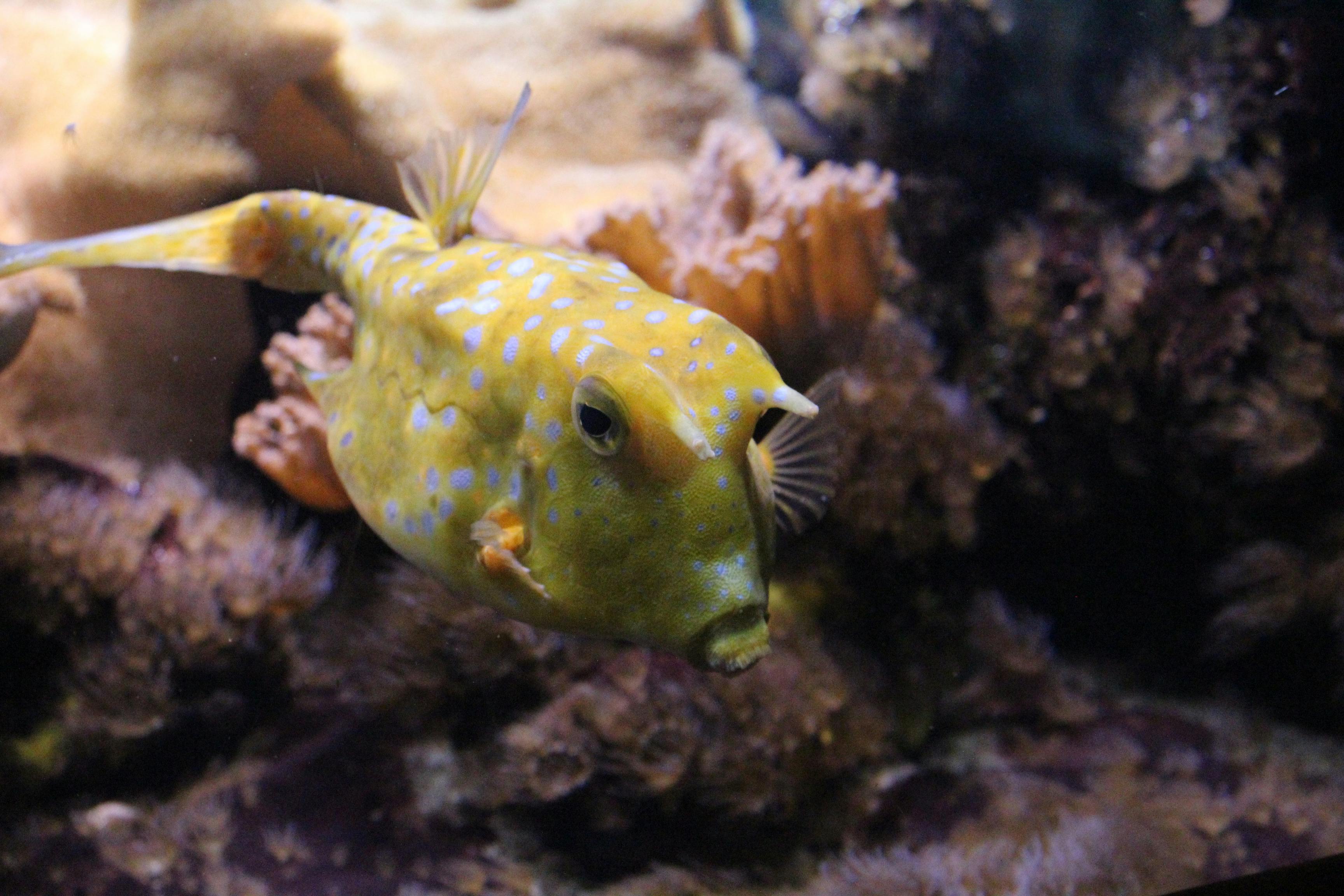 Free stock photo of animal, dark, fish