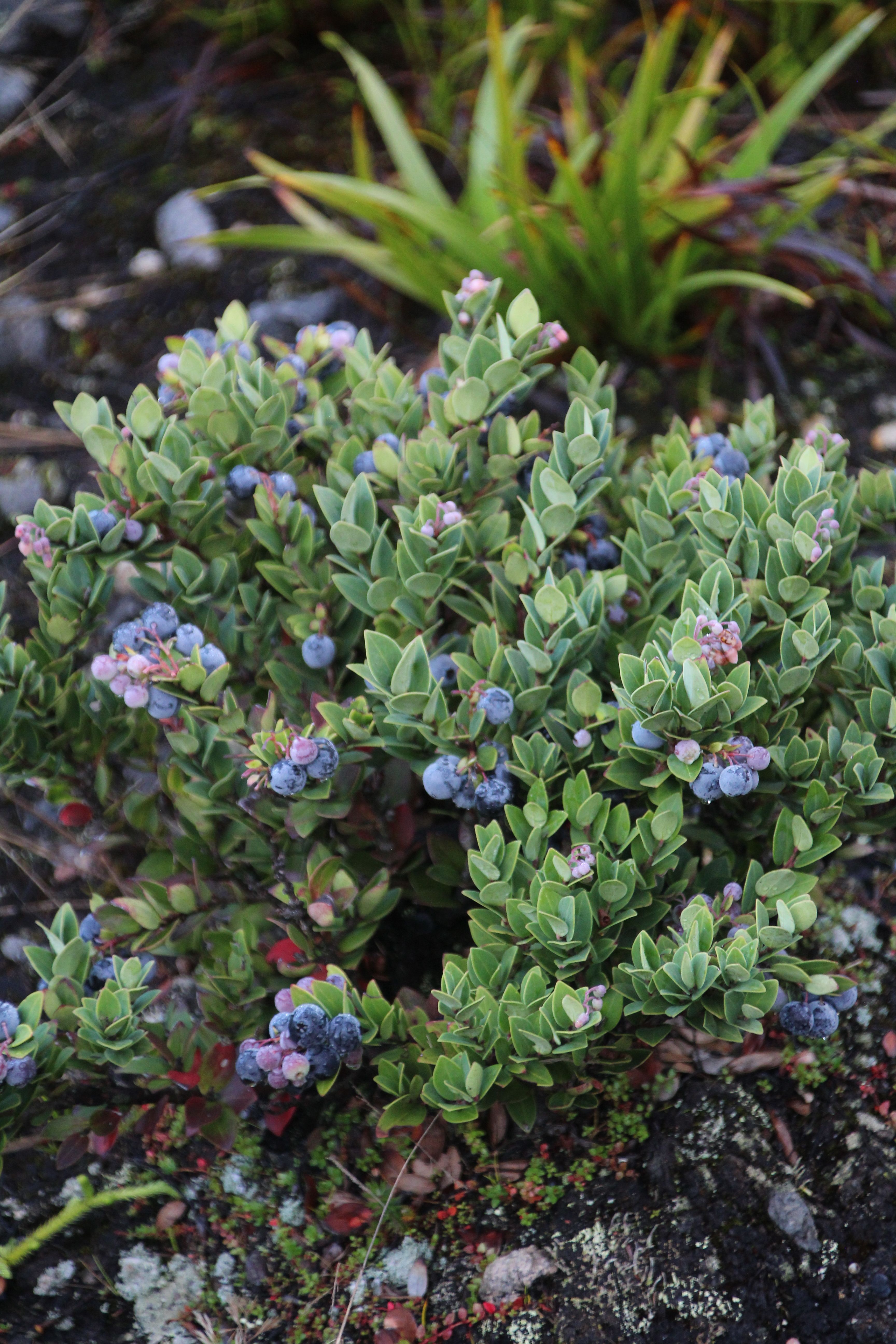 Photo of a Blueberry Plant · Free Stock Photo