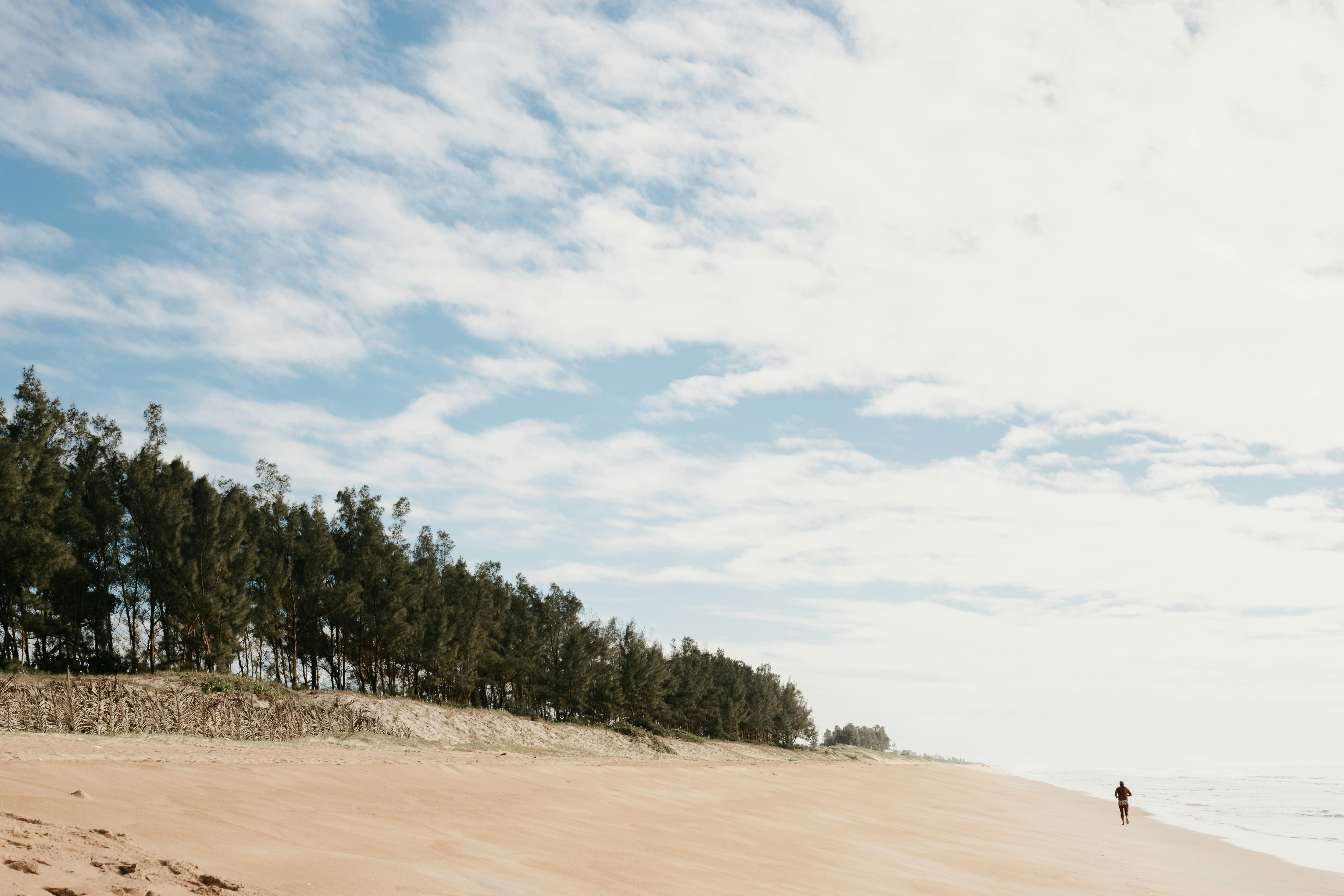 Green Trees Above the Beach Shoreline · Free Stock Photo