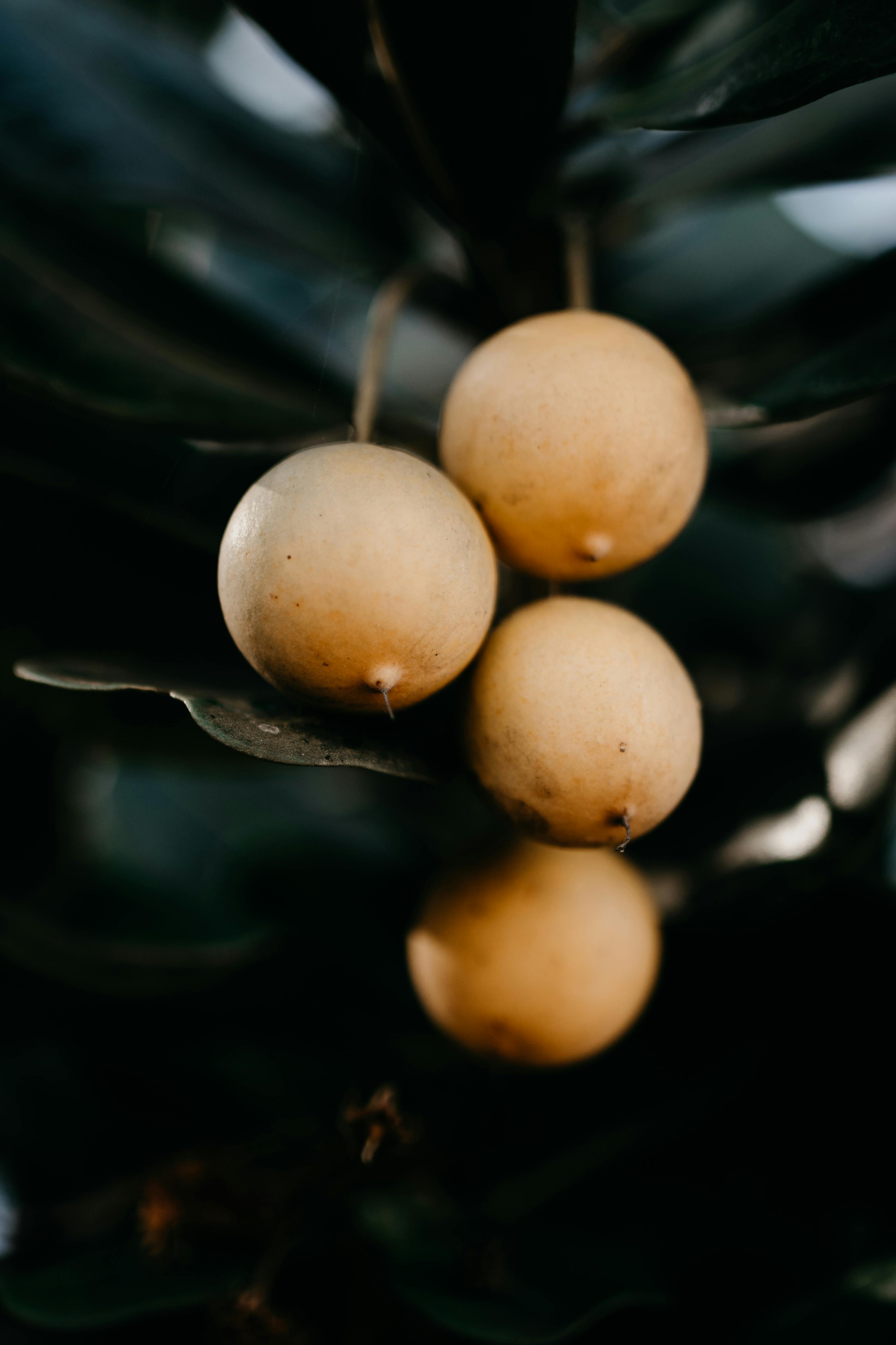 Yellow Round Fruits in Close Up Photography · Free Stock Photo