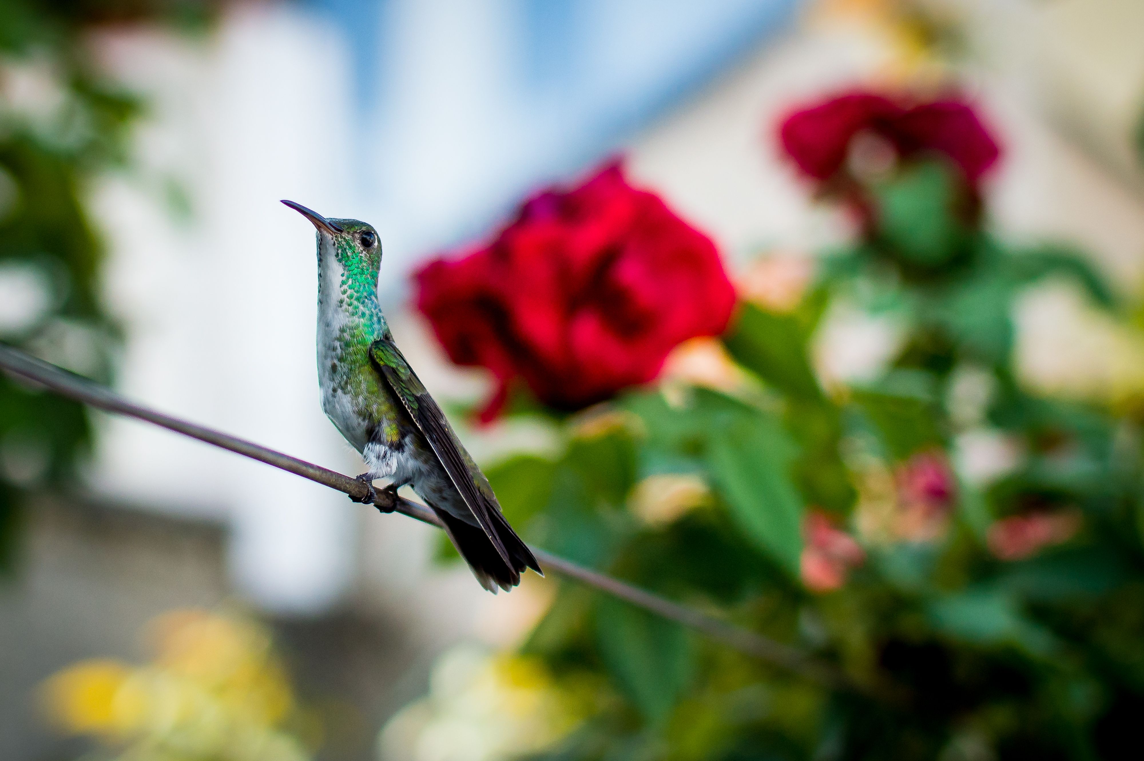 Close Up Shot of a Hummingbird · Free Stock Photo