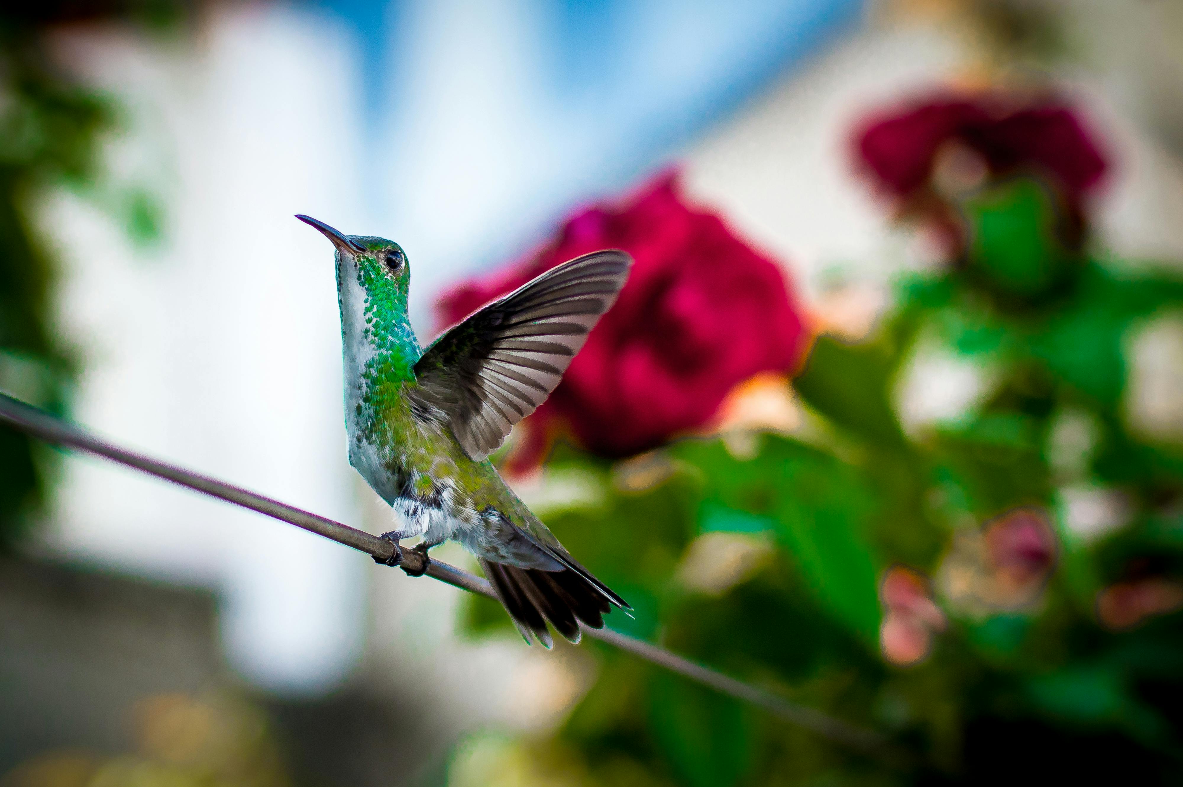 Rufous hummingbird on green background in zoo · Free Stock Photo