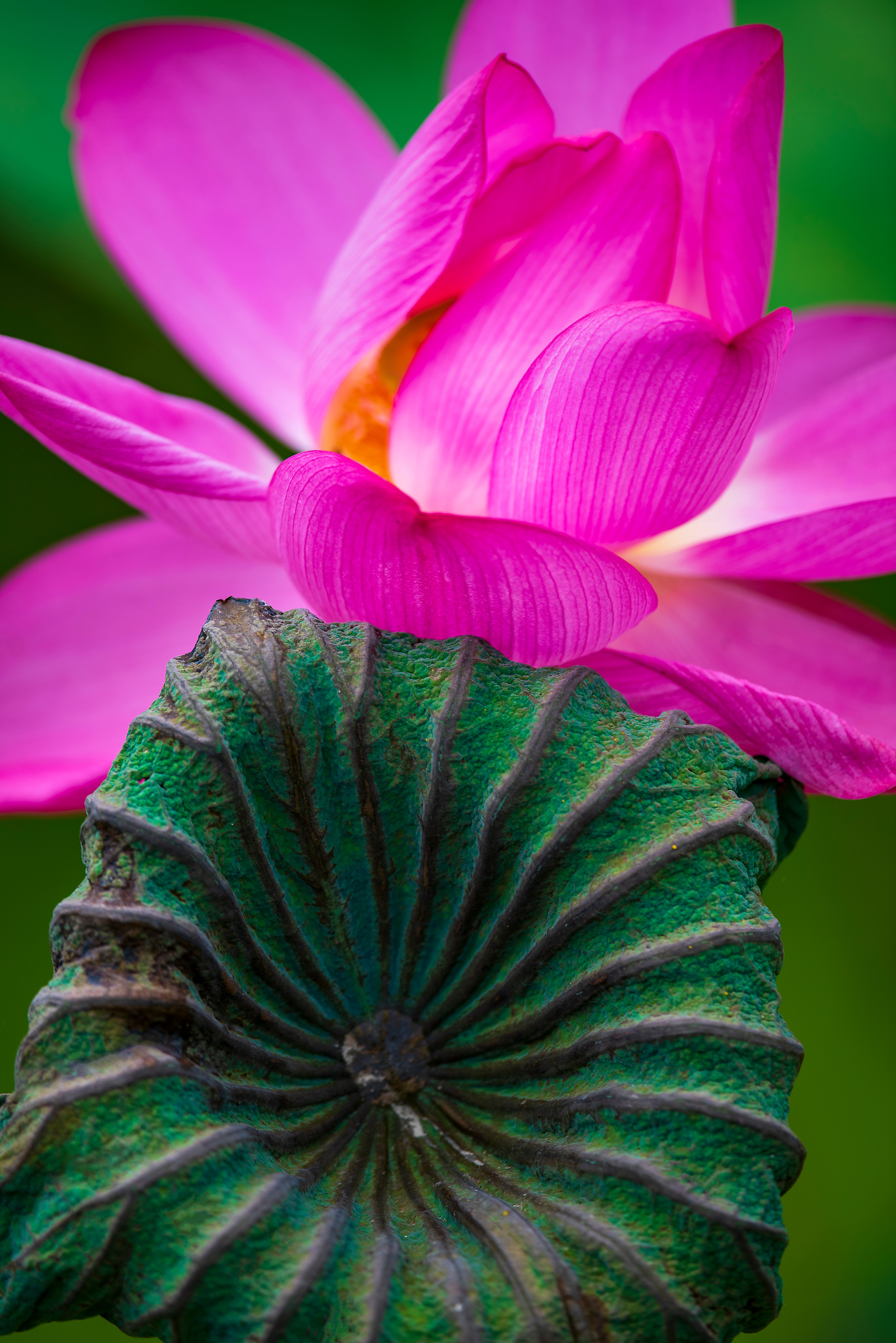 Pink River Lily Flower with Buds · Free Stock Photo