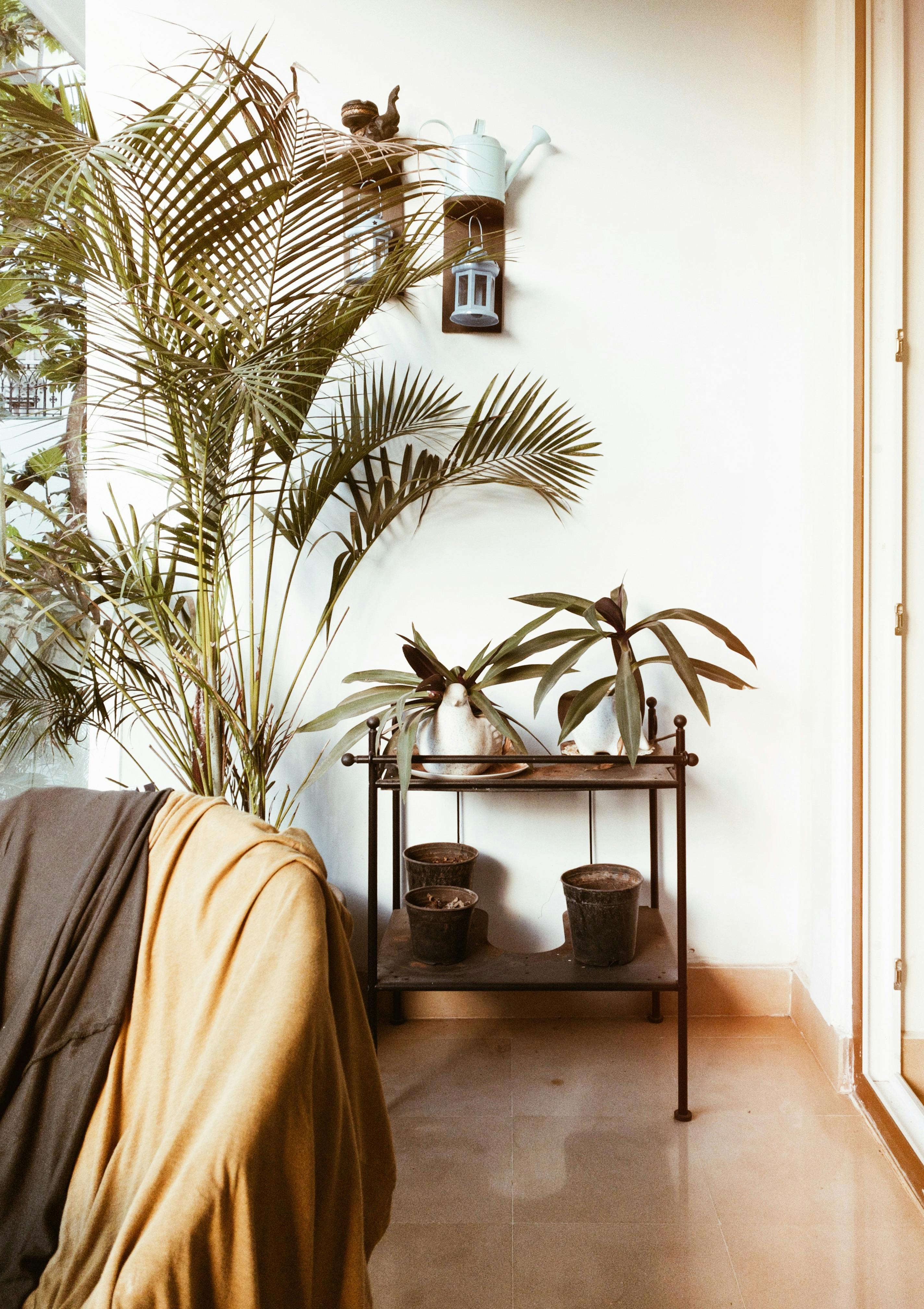 Plants in Home Interior Design · Free Stock Photo
