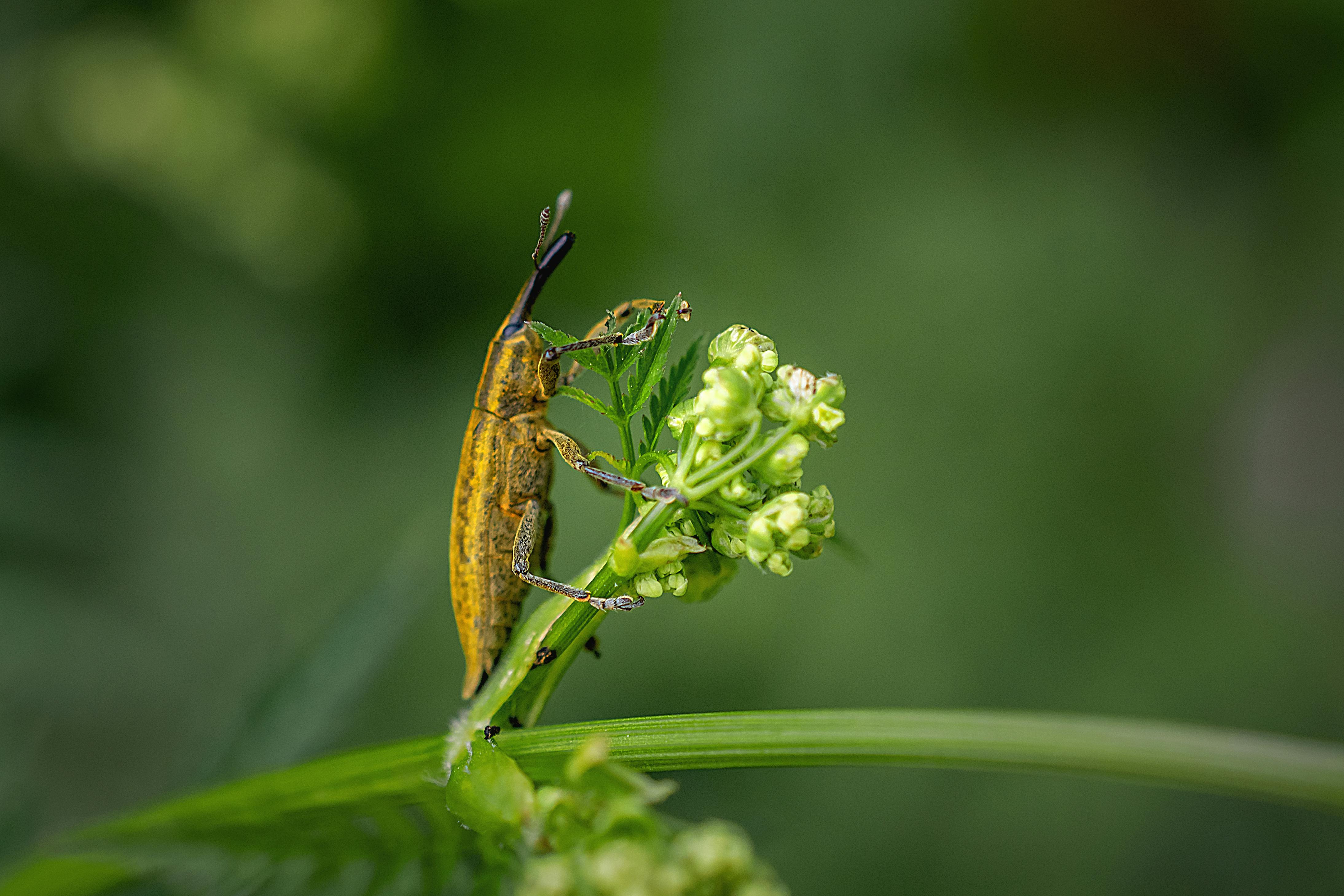 Insect Background Photos, Download The BEST Free Insect Background ...