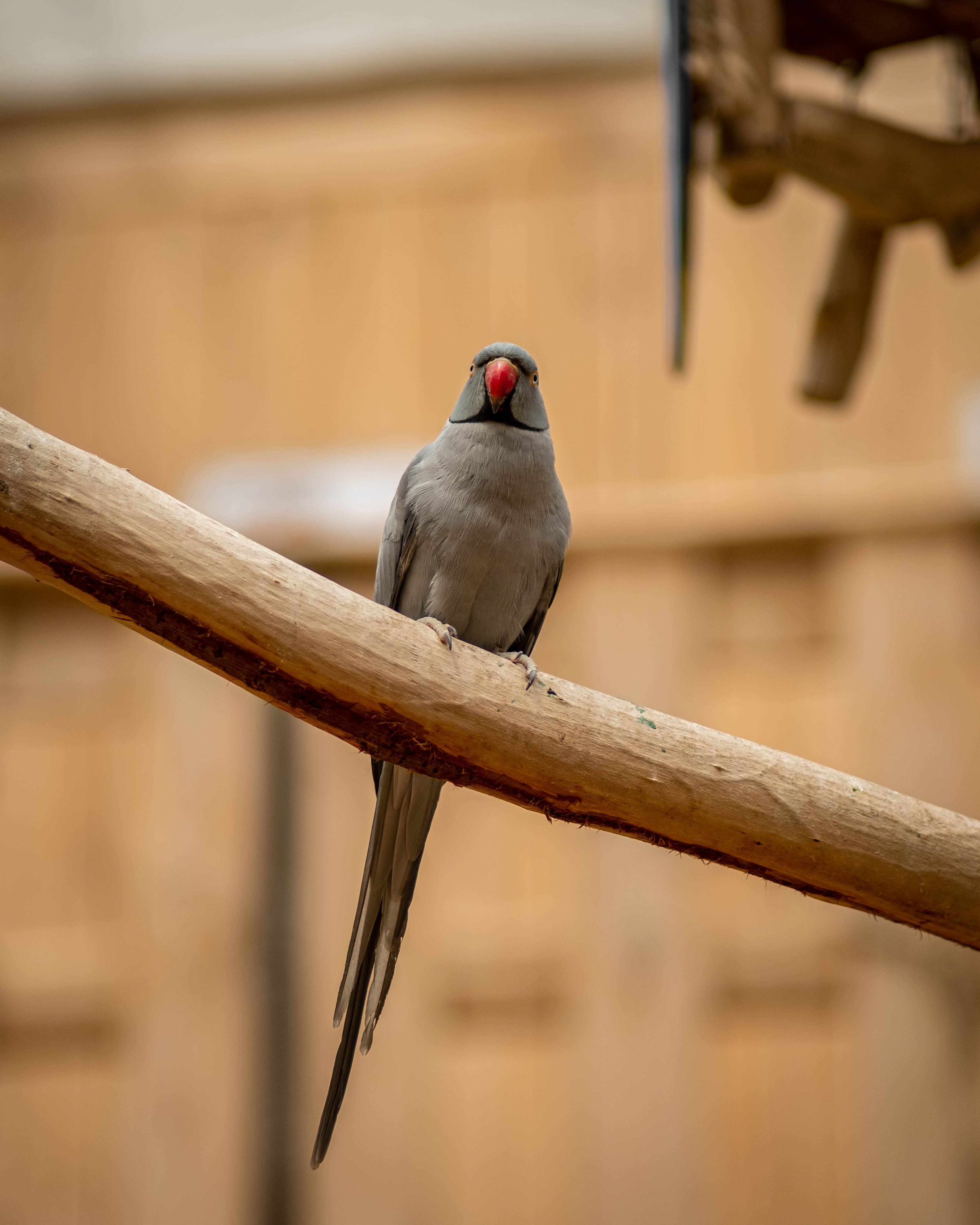 Slender-billed Parakeet Birds on Tree Stem · Free Stock Photo