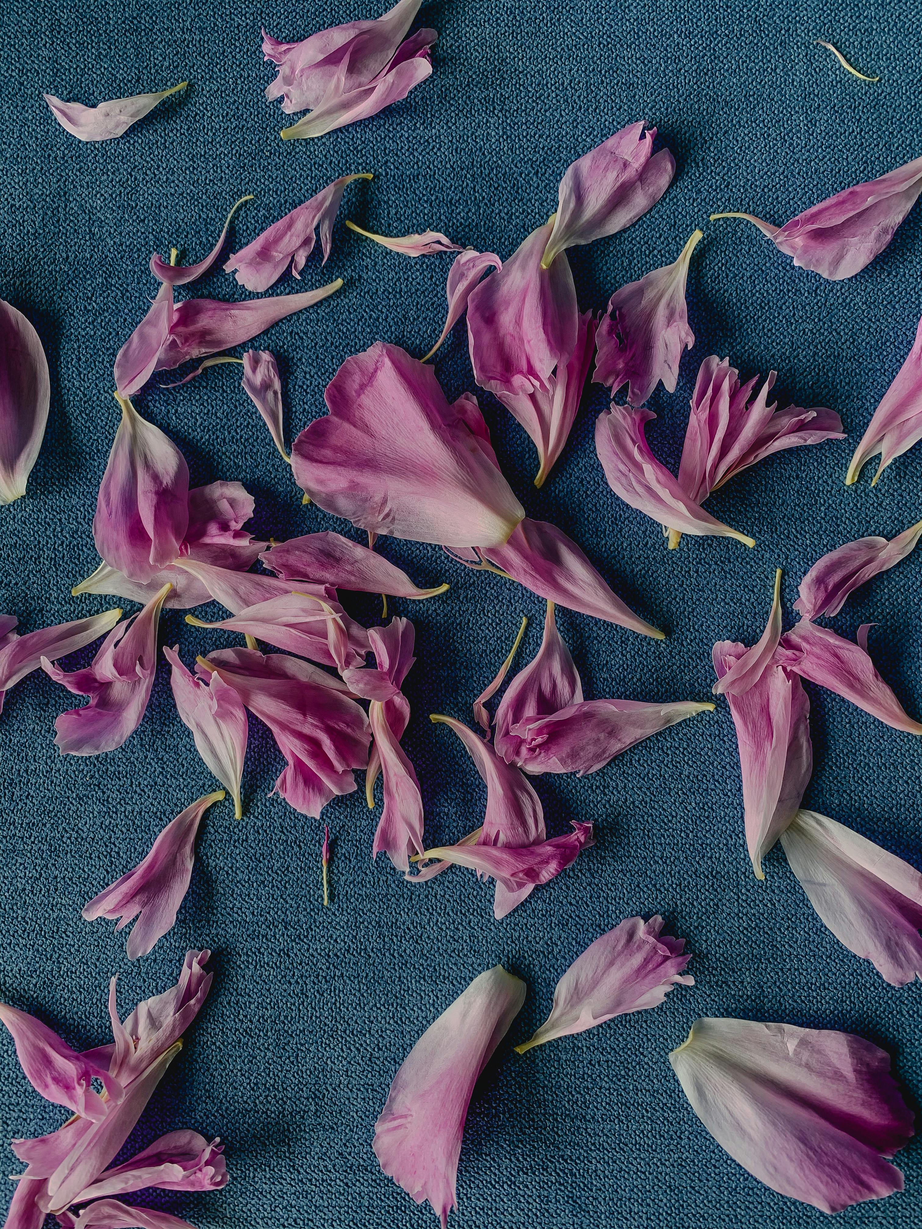 Purple Petals on Blue Cloth · Free Stock Photo