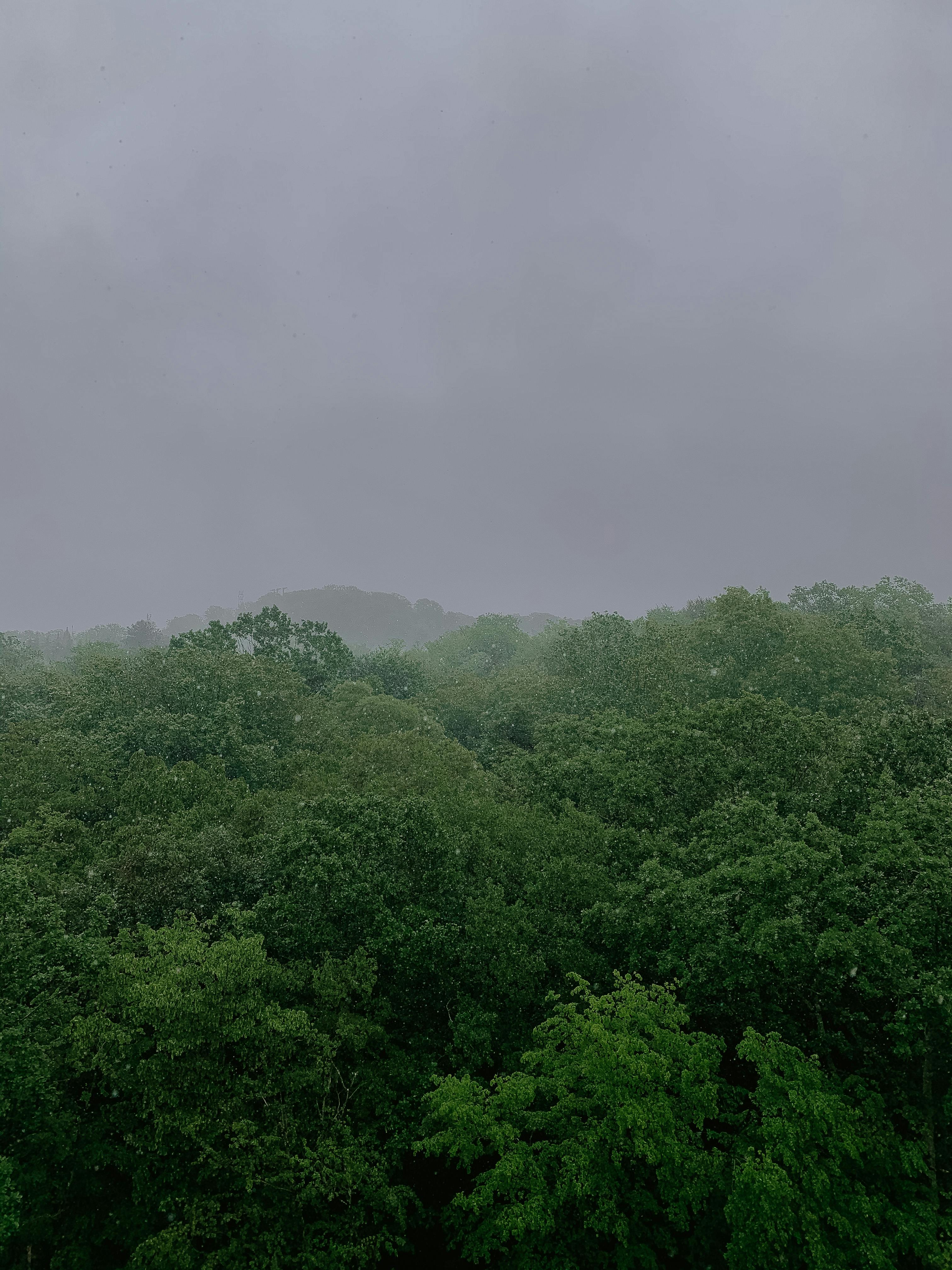 Aerial View of Green Tree · Free Stock Photo