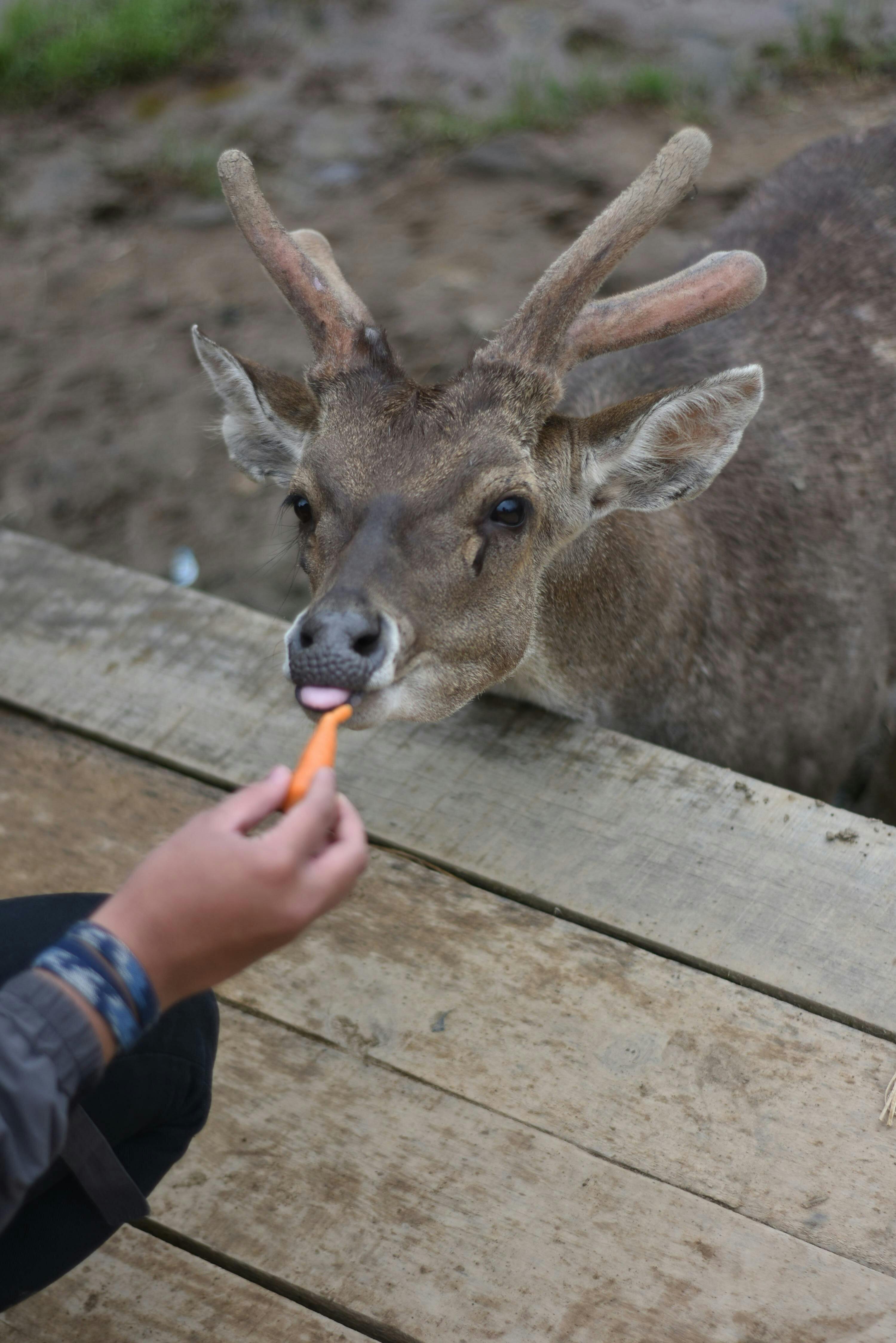 Photo of Person Feeding Two Deers · Free Stock Photo