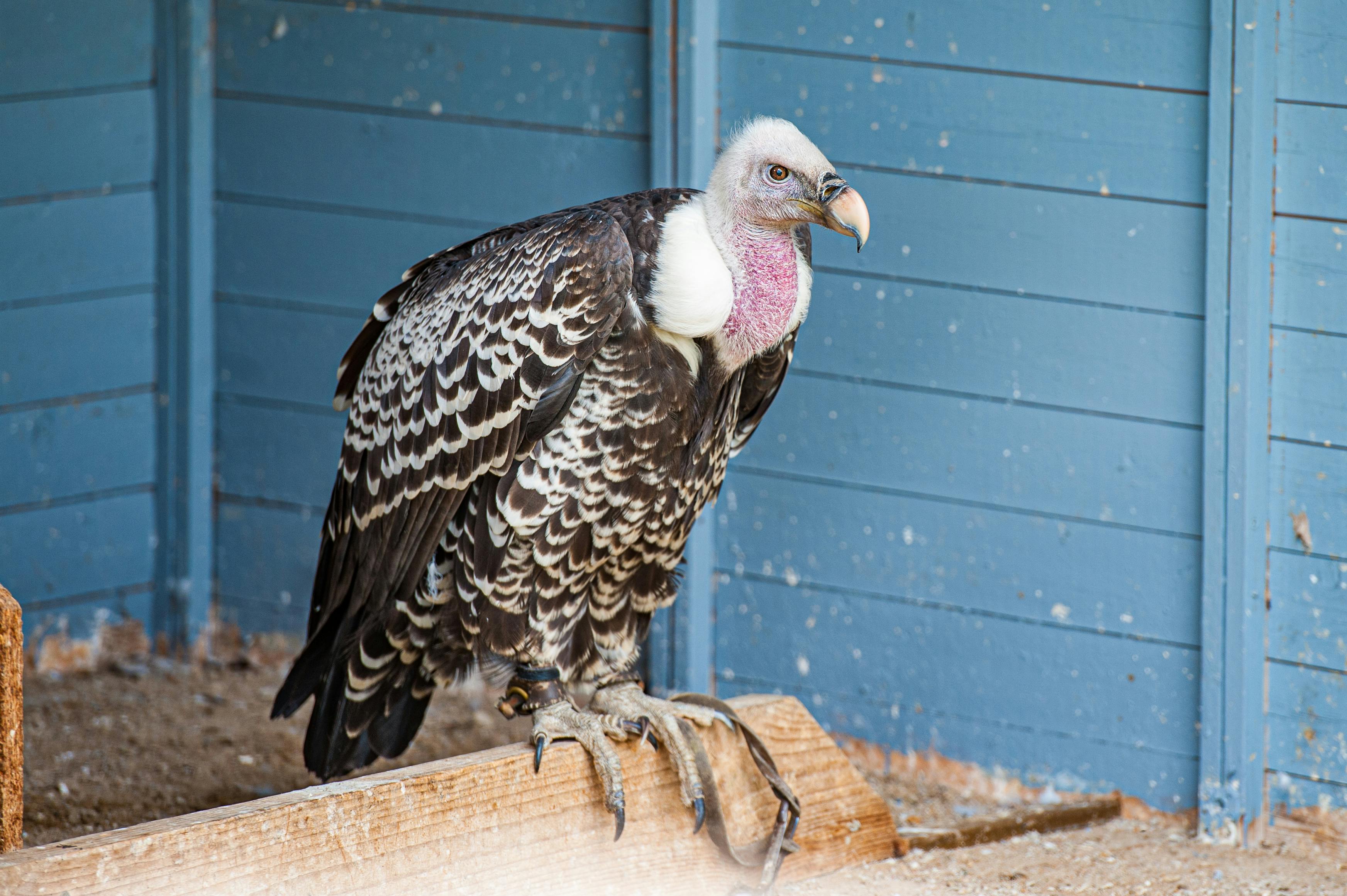 100+ Best Vulture Photos · 100% Free Download · Pexels Stock Photos