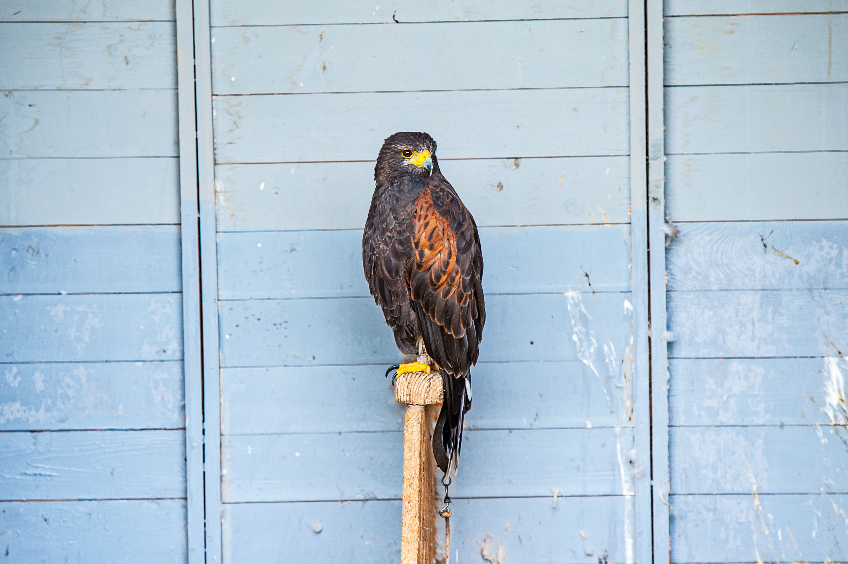 A Falcon Perched on a Wood · Free Stock Photo