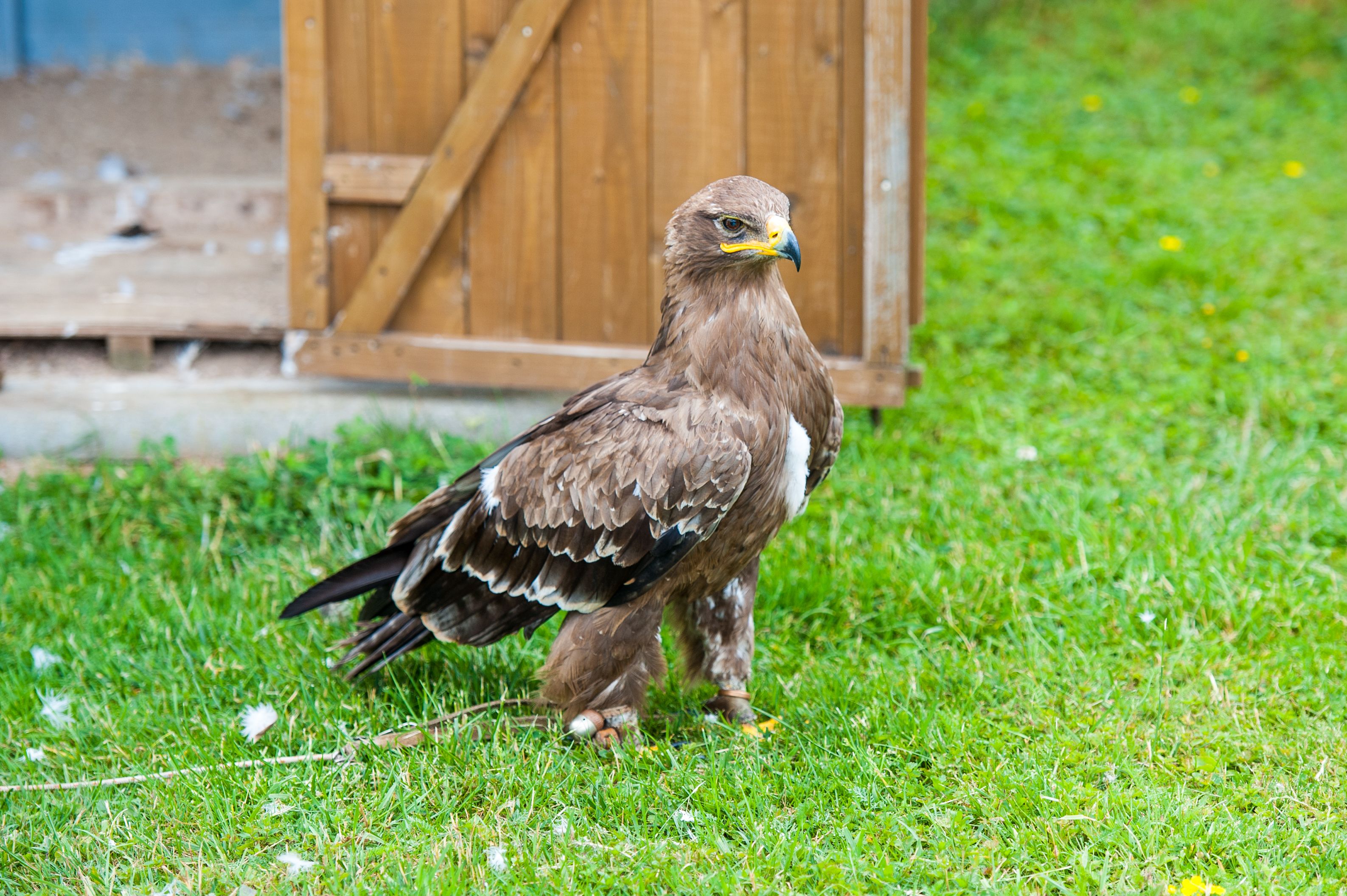 Juvenile Eagle Photos, Download Free Juvenile Eagle Stock Photos & HD ...