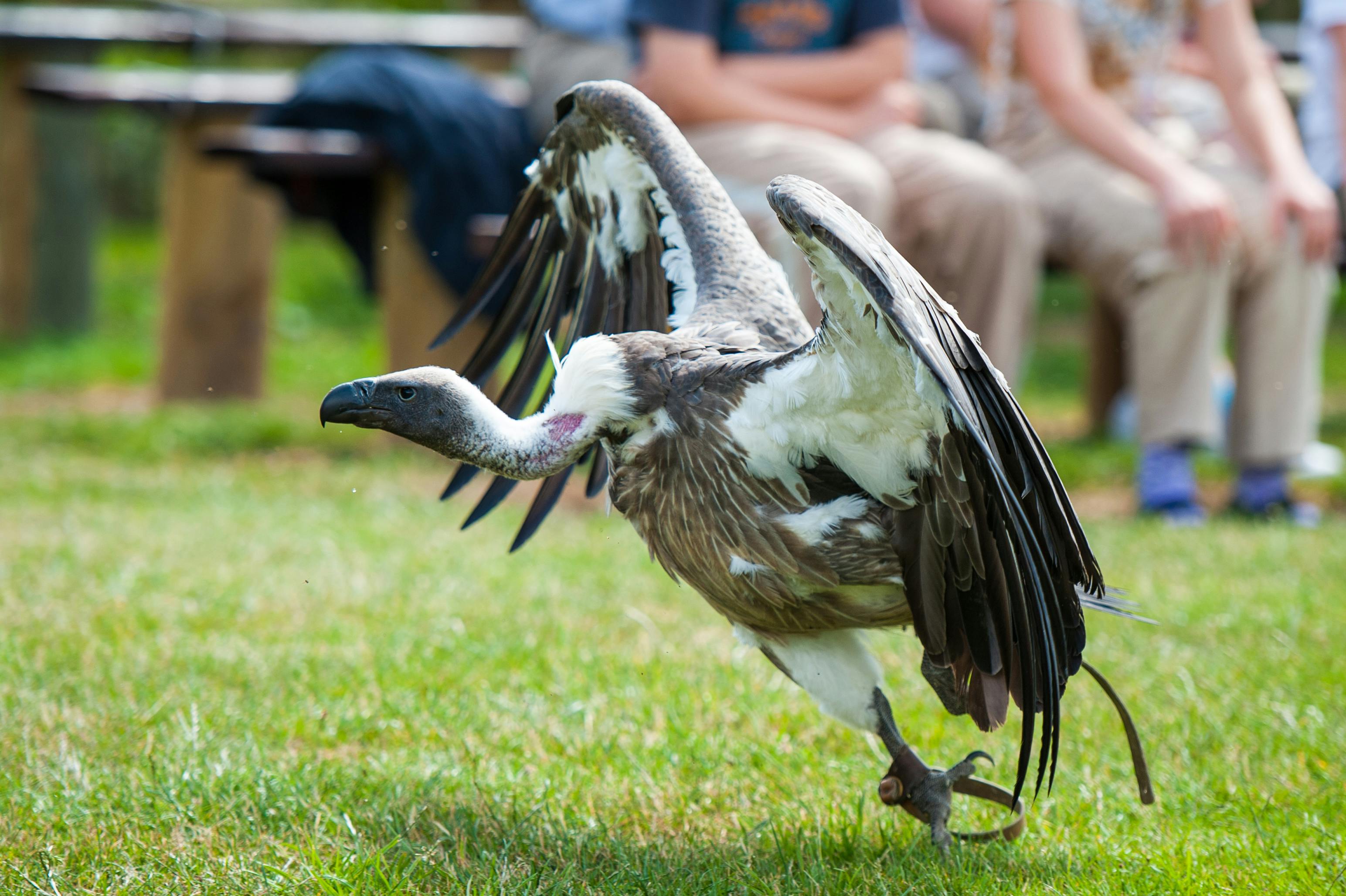 Indian Vulture Bird Photos, Download The BEST Free Indian Vulture Bird ...