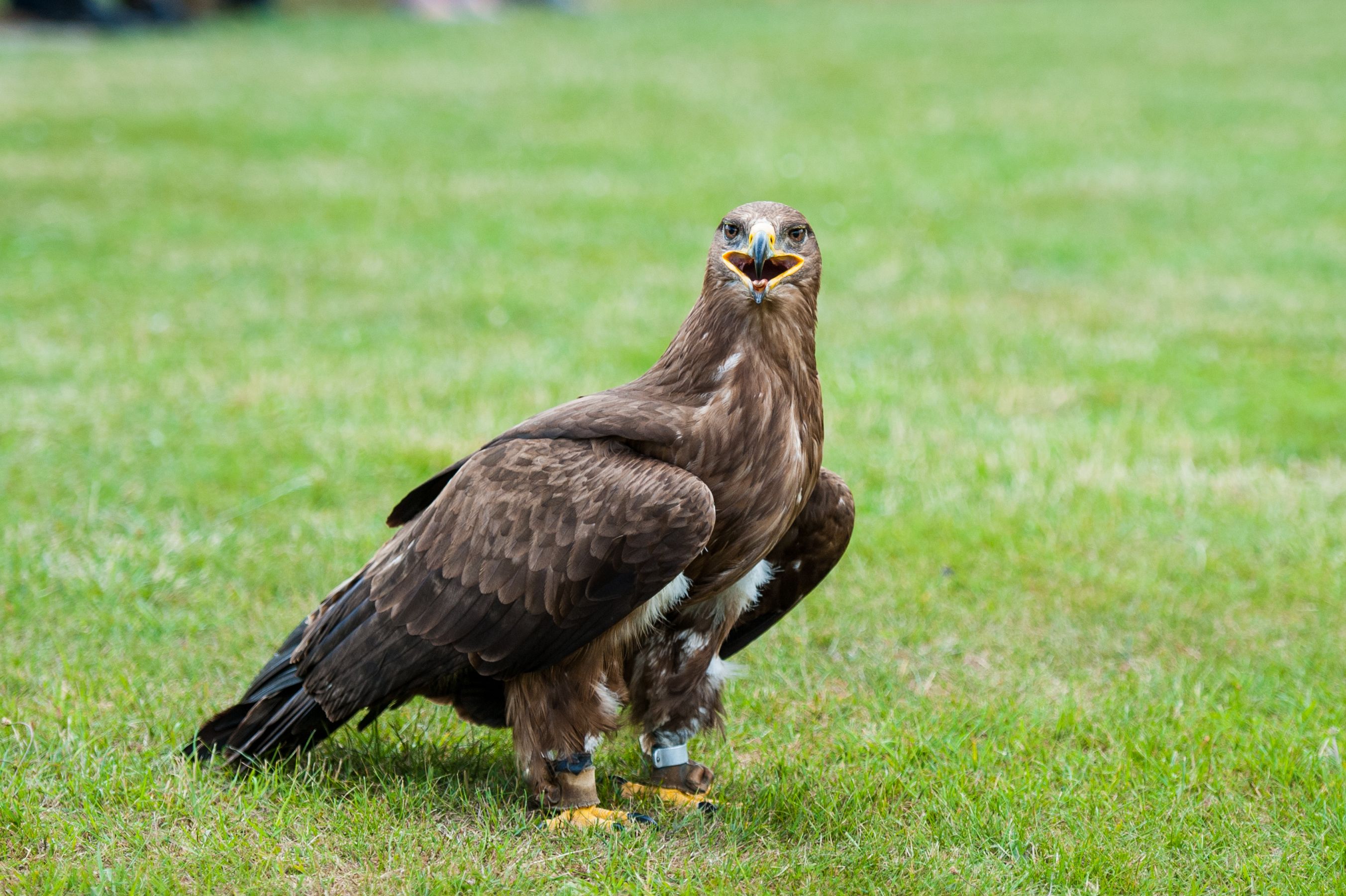 Foto de stock gratuita sobre águila de estepa, animal, aquila ...
