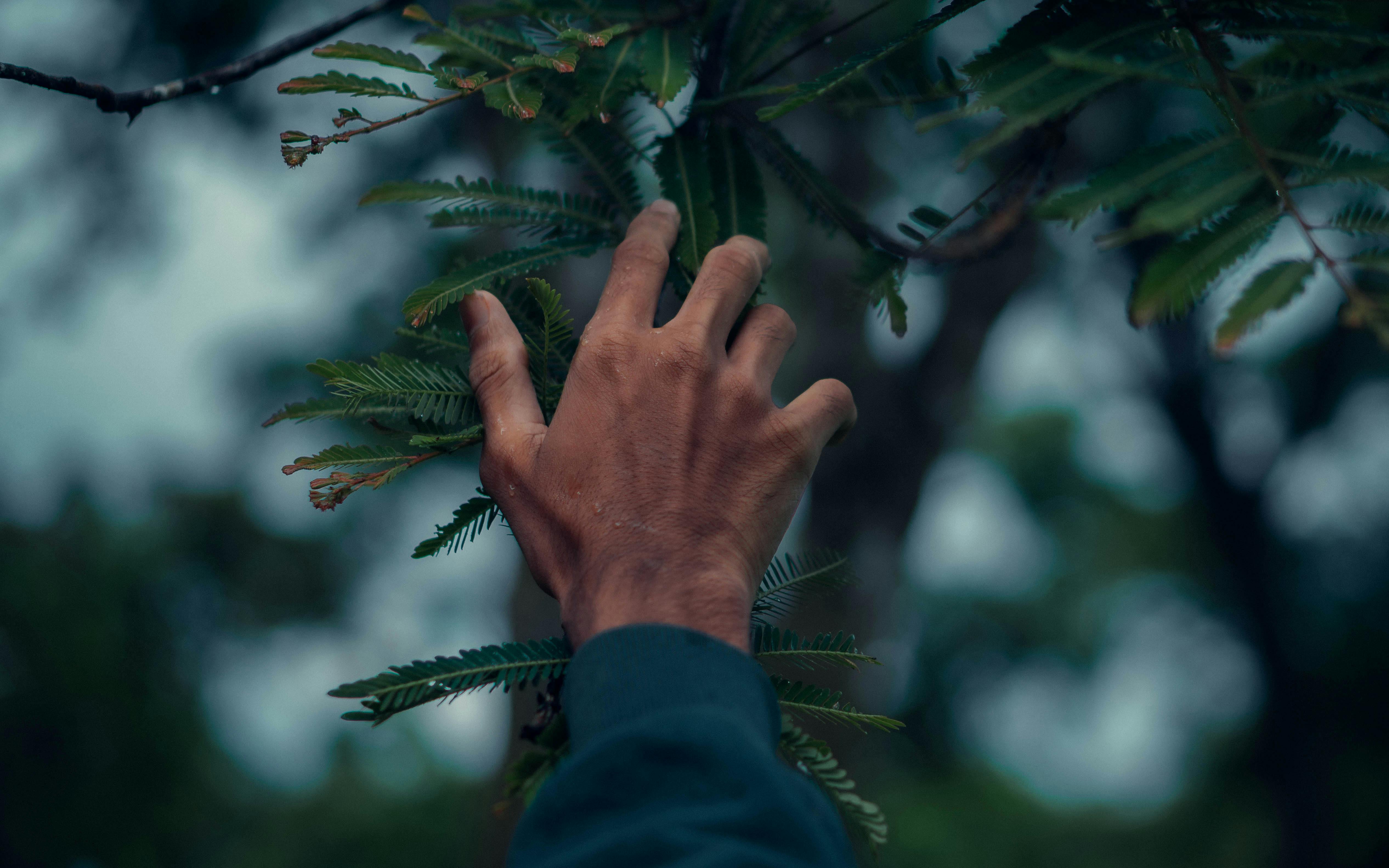 Person Holding Withered Leaves · Free Stock Photo