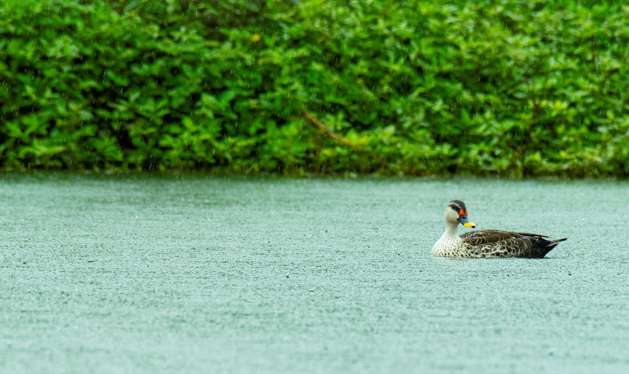 Indian Spot-Billed Duck Floating on Water · Free Stock Photo