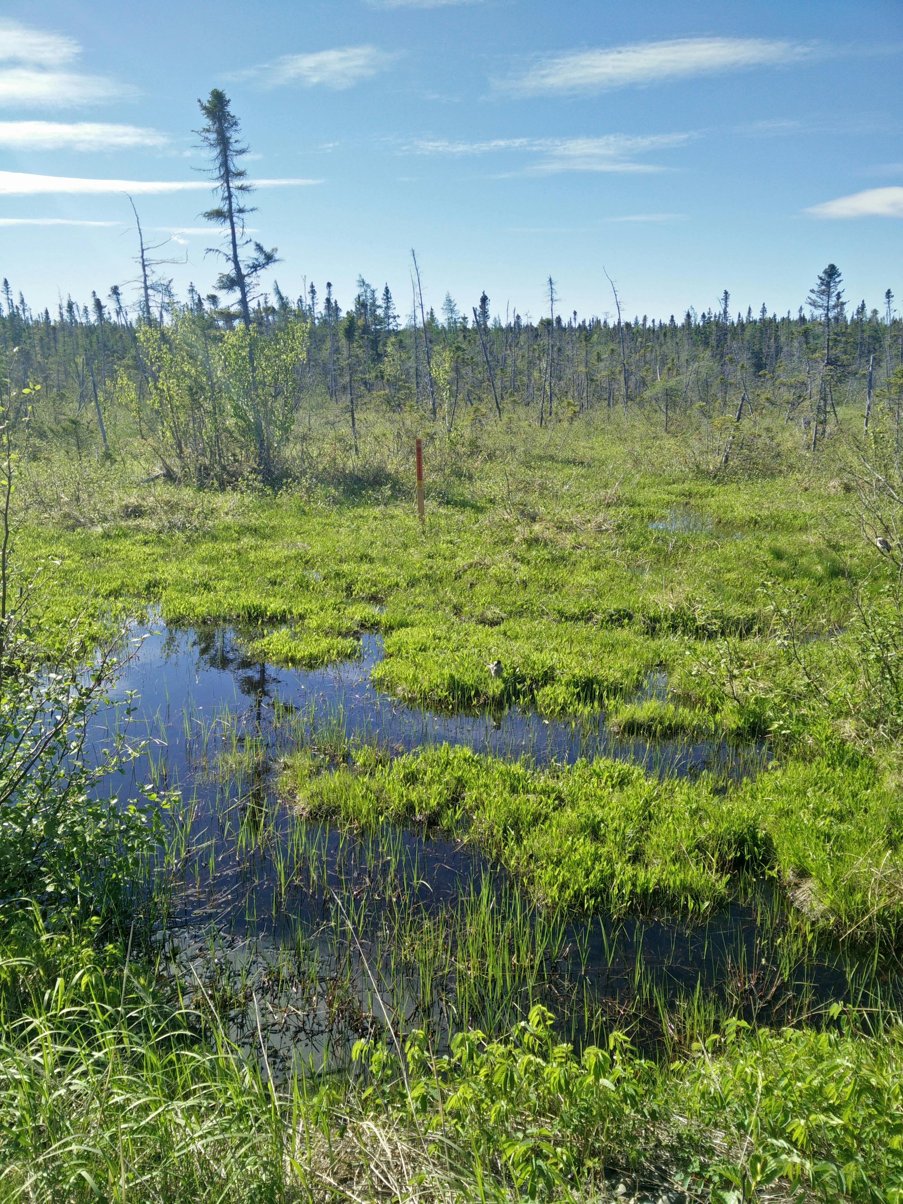 Free stock photo of bog, forest, green