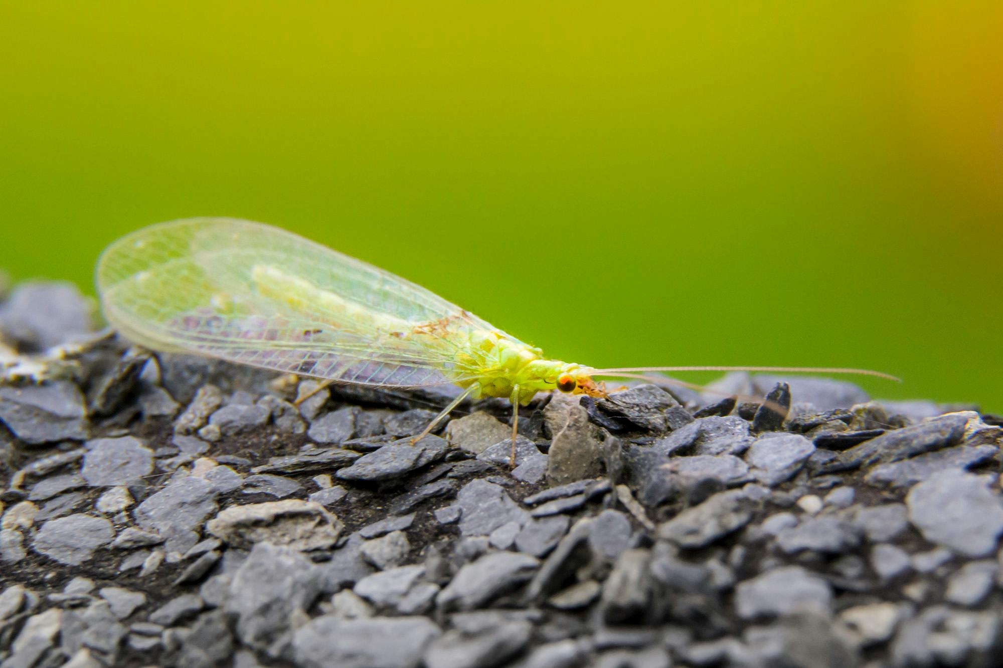 Green Cocoons on Tree Branch · Free Stock Photo