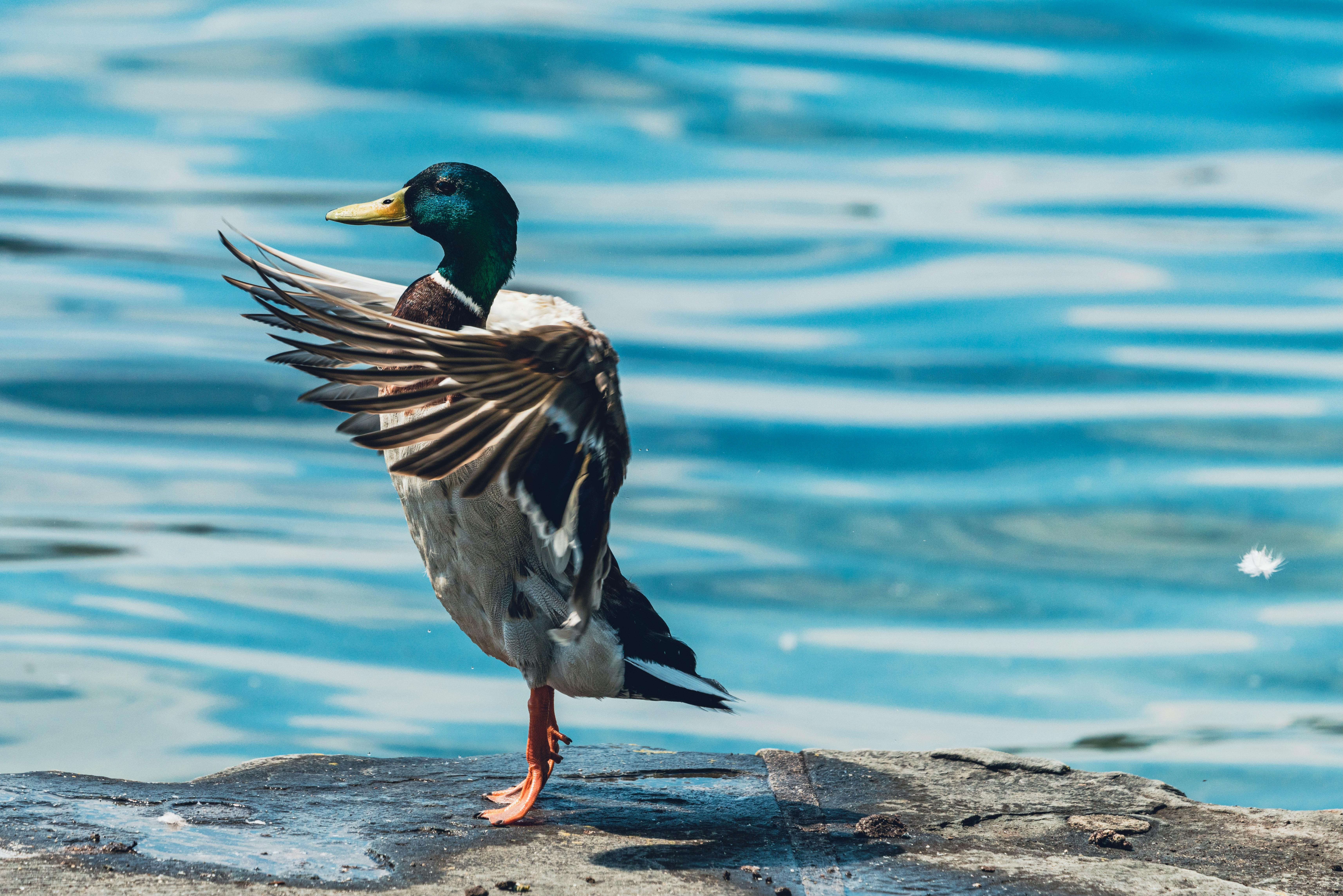 Shallow Focus Photo of Mallard Spreading Its Feathers · Free Stock Photo