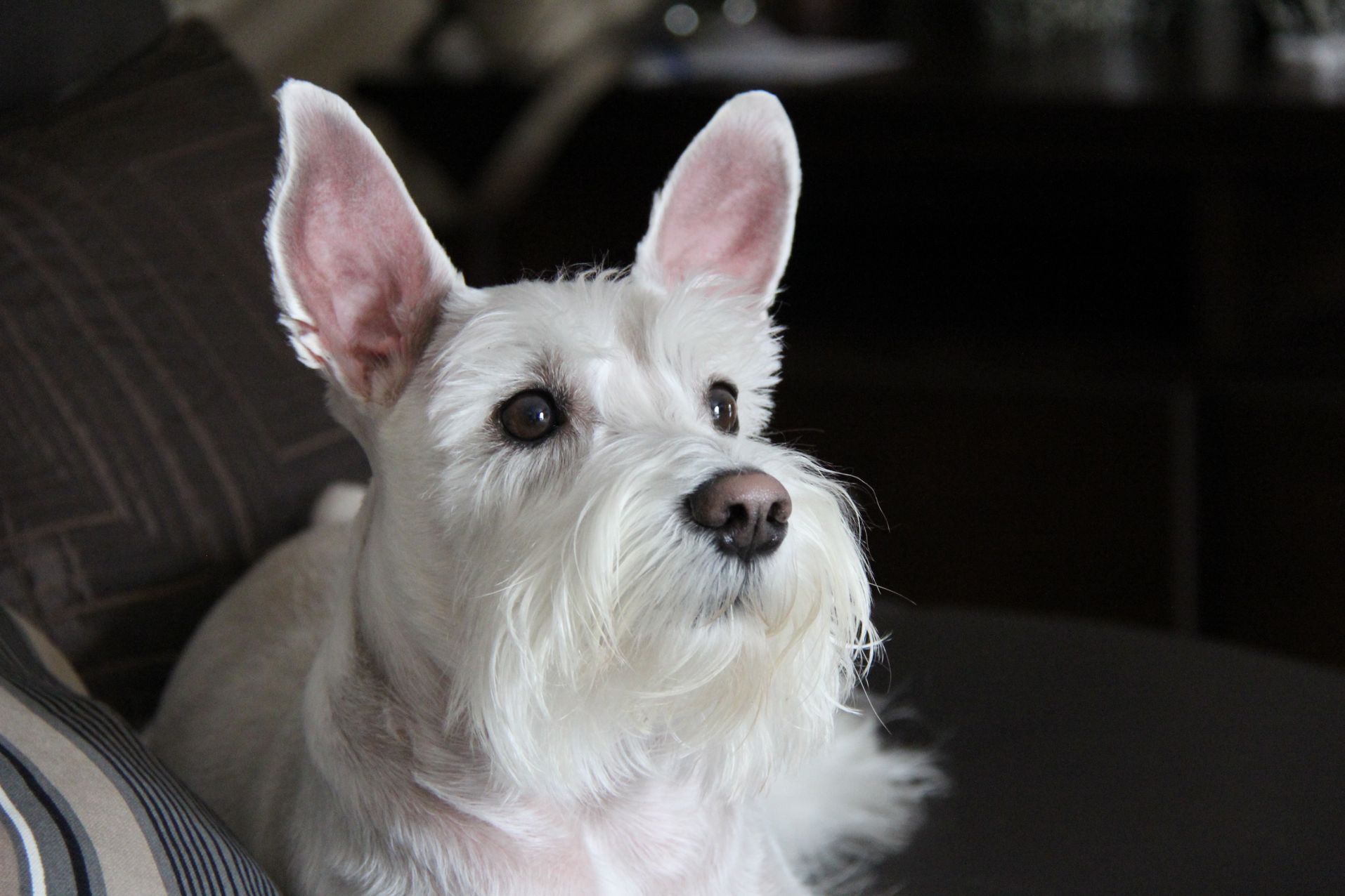 Schnauzer Sizes: A Guide from Newborn to Mature