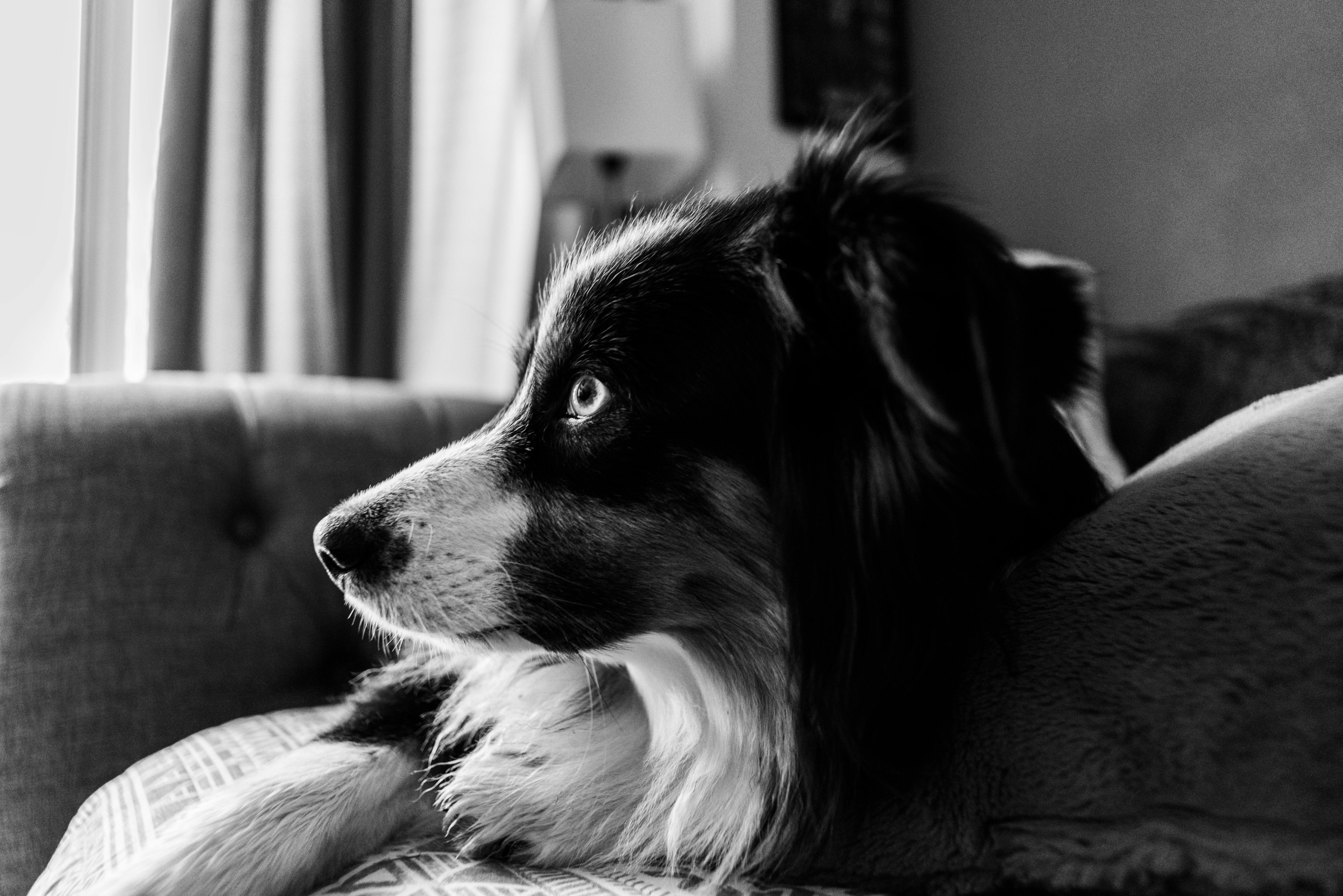 Grayscale Photo of a Dog · Free Stock Photo