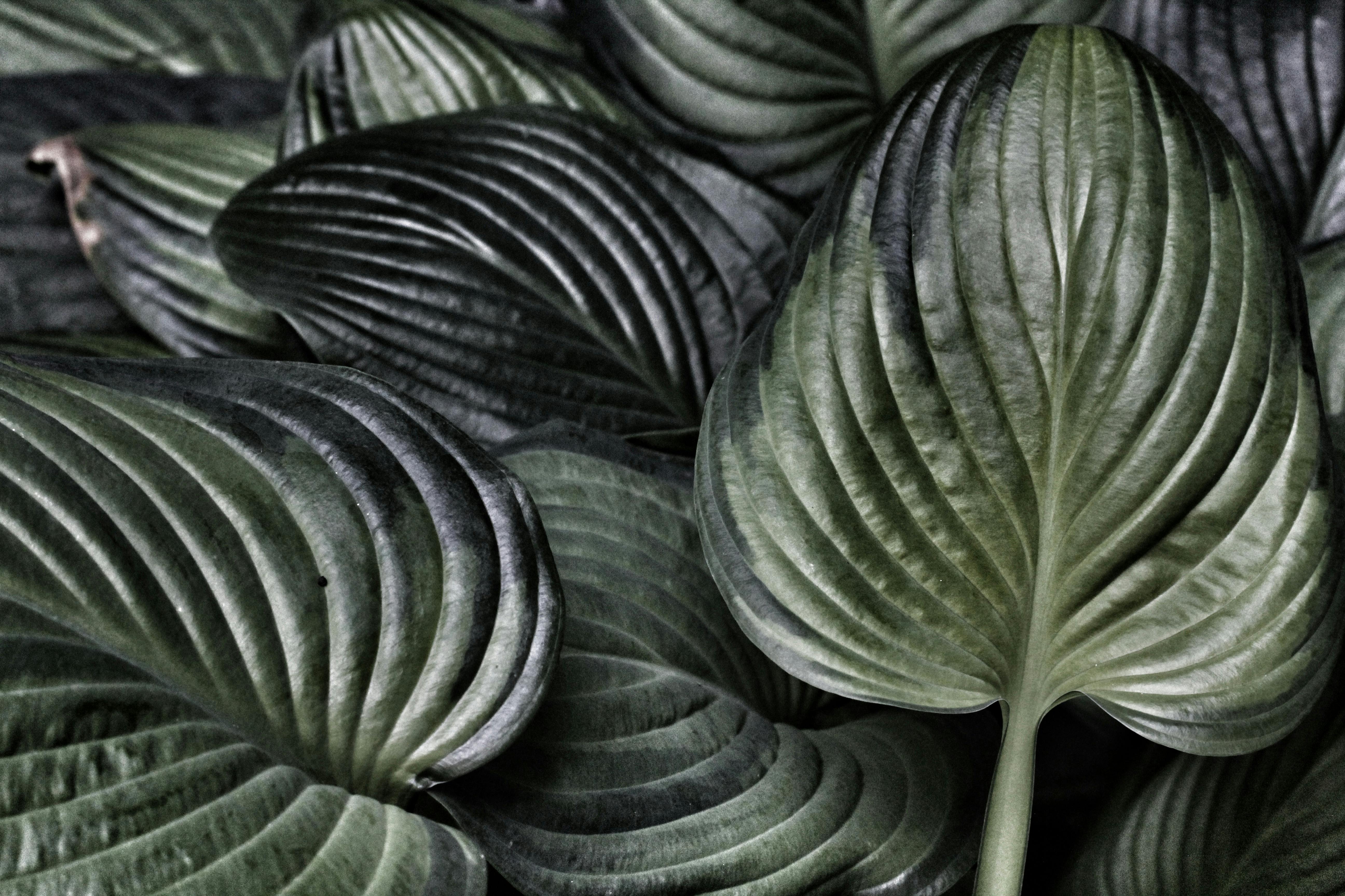 Big Green Leaves in Close-up Photography · Free Stock Photo