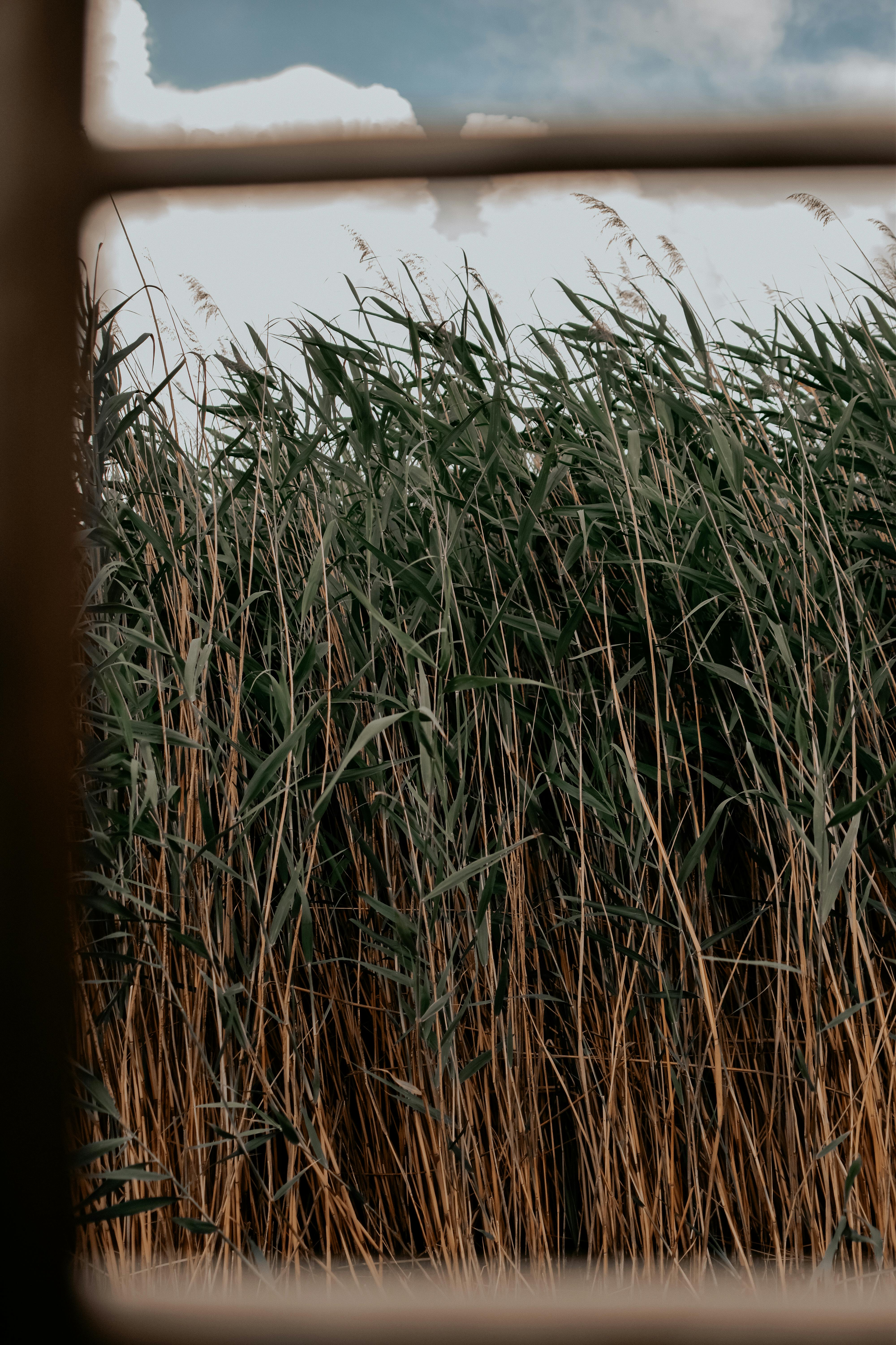 Long Grass Seen Through a Window · Free Stock Photo