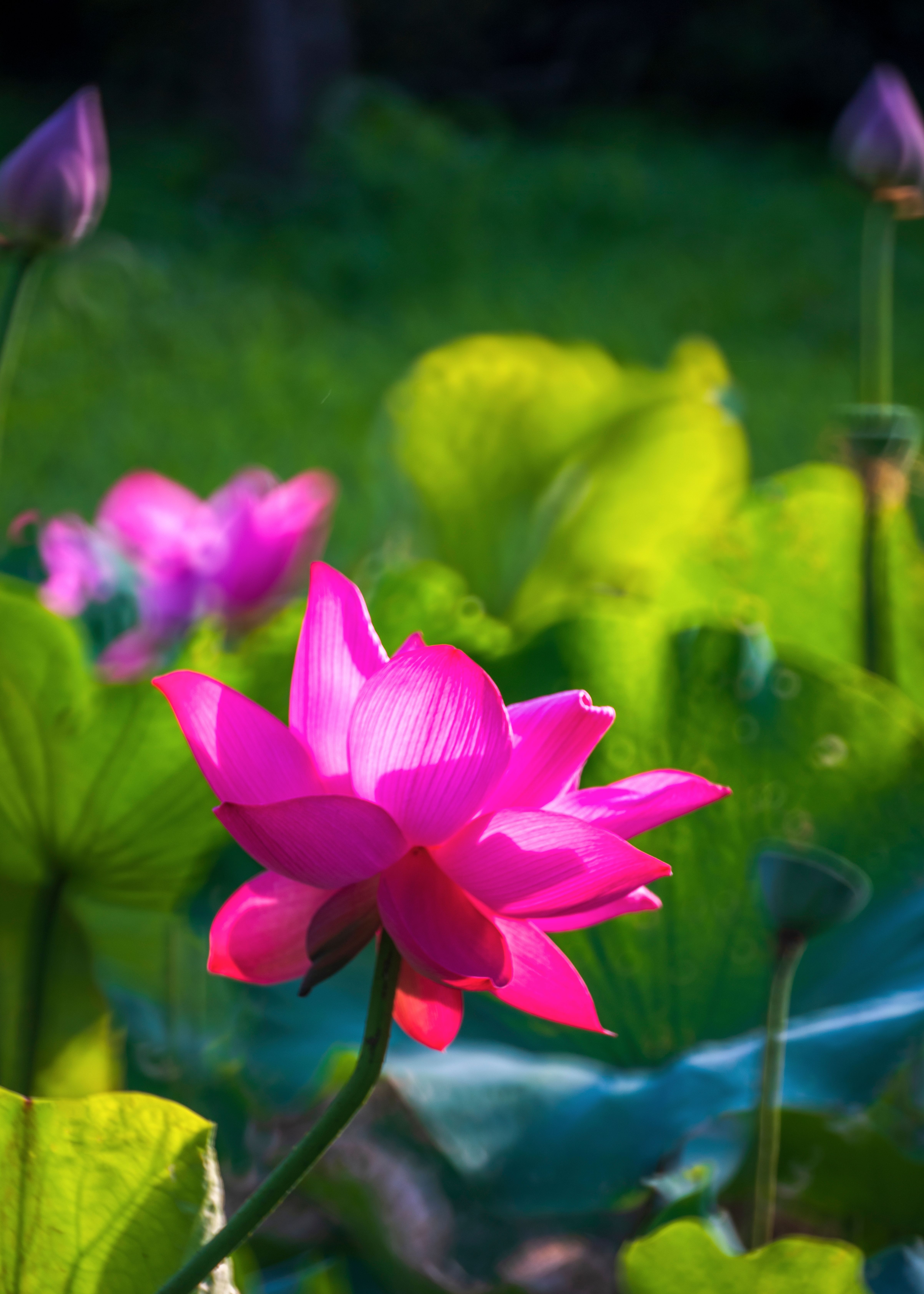 A Blooming Lotus Flower · Free Stock Photo