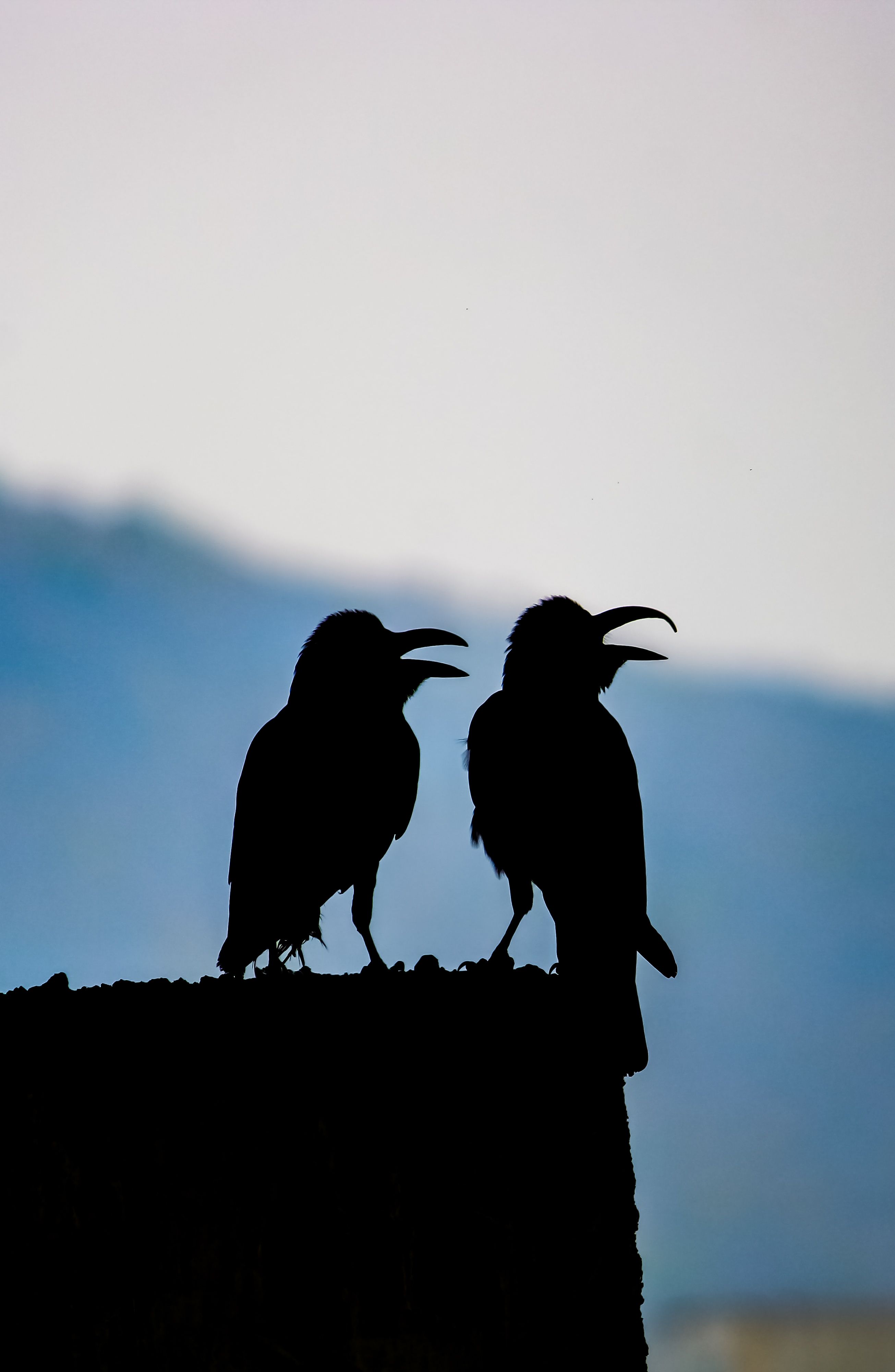 Low Angle Photo of Bird Flying during Night · Free Stock Photo
