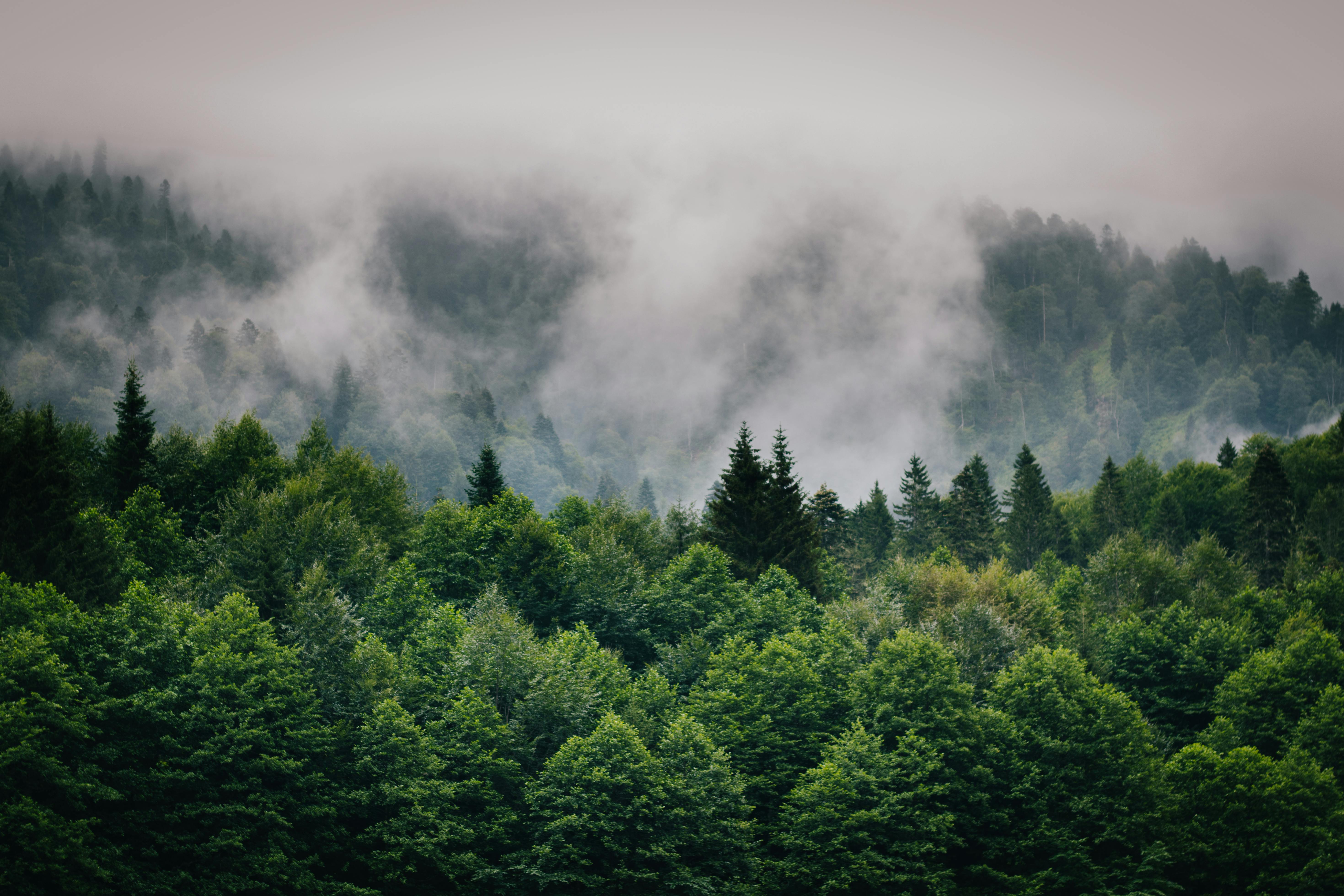 Green Pine Tree Covered With Fog · Free Stock Photo