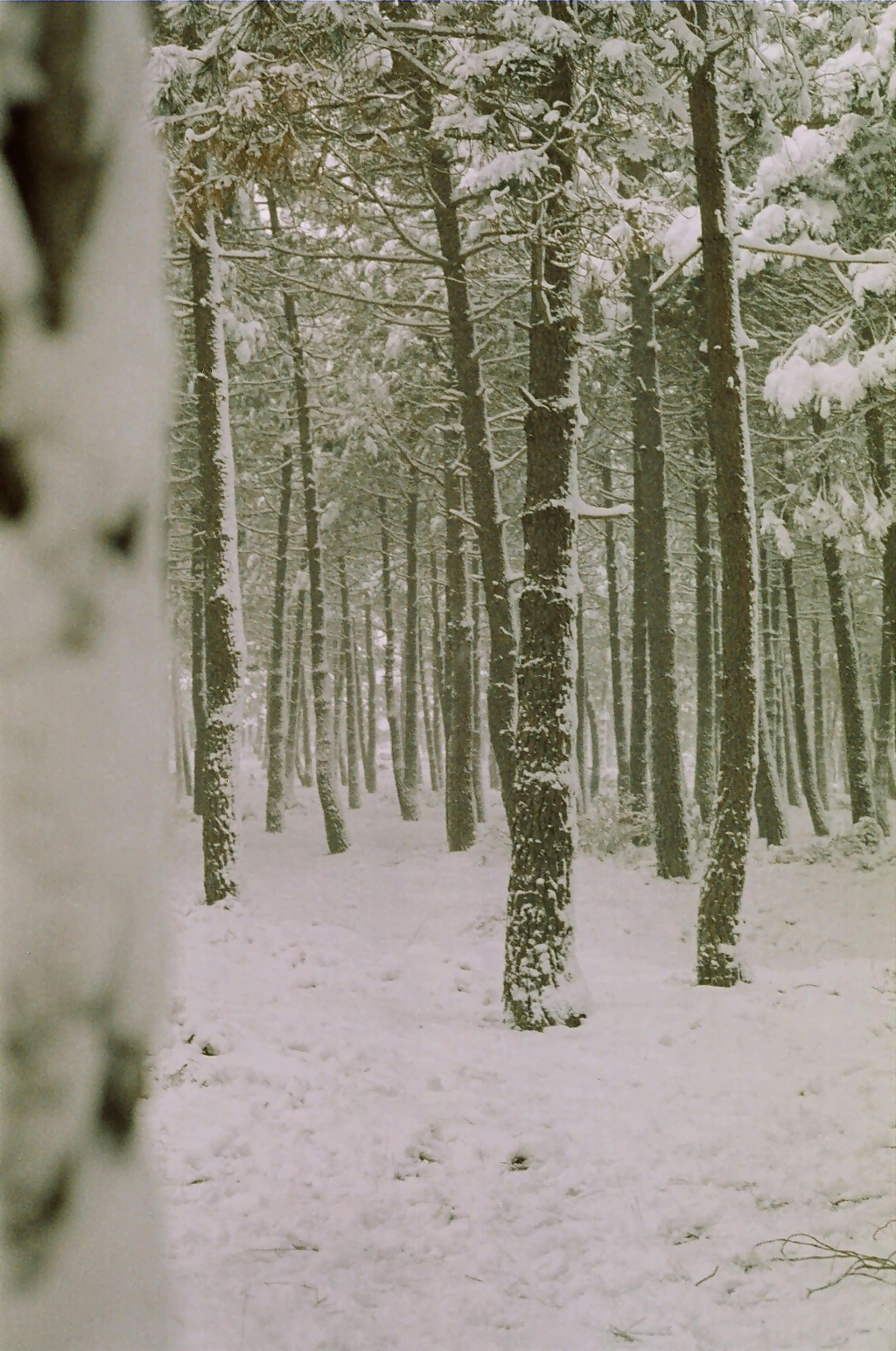 Snow Covered Trees · Free Stock Photo