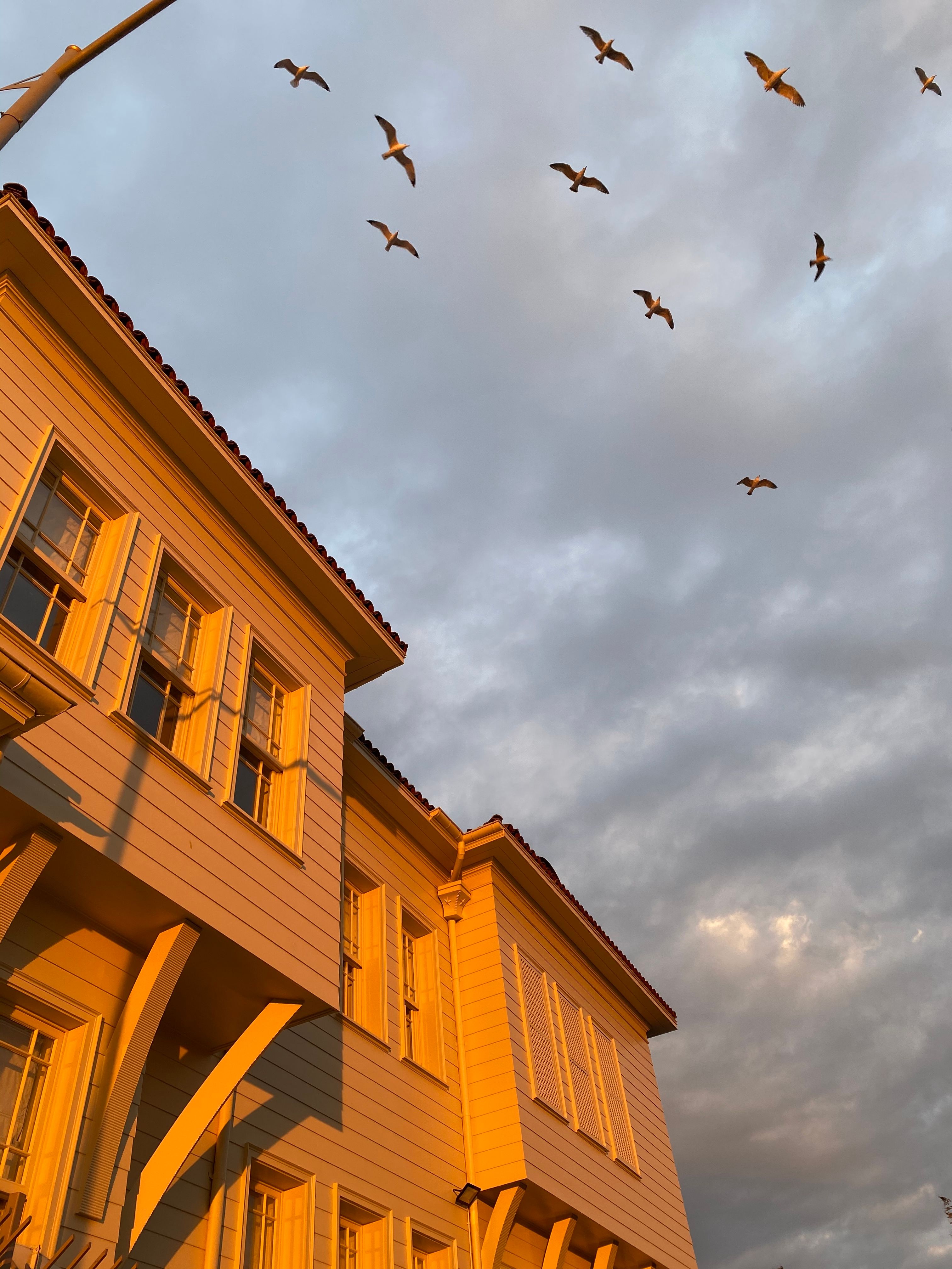 Birds Flying over Brown Concrete Building · Free Stock Photo