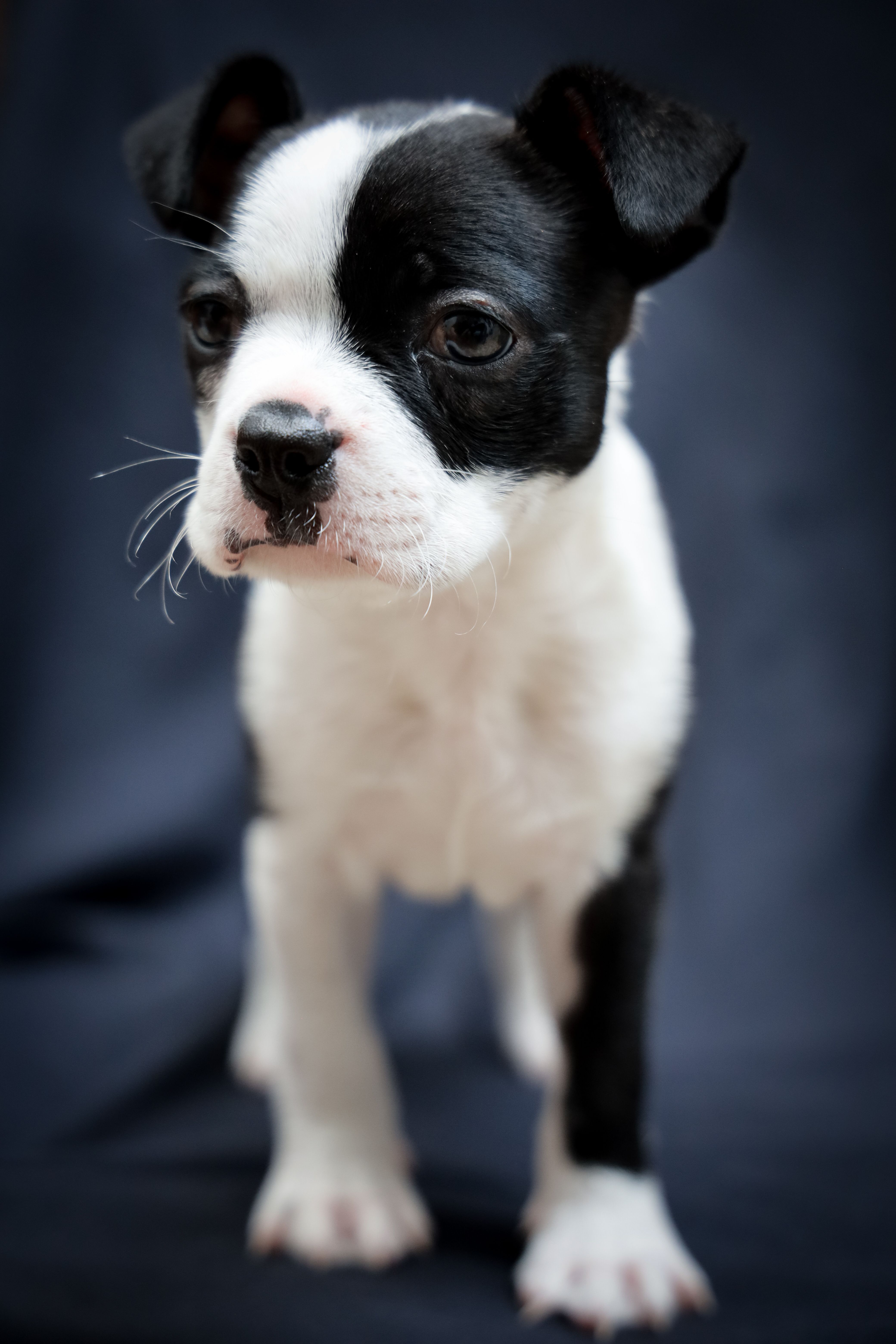 Close-up Portrait of Black and White Dog · Free Stock Photo