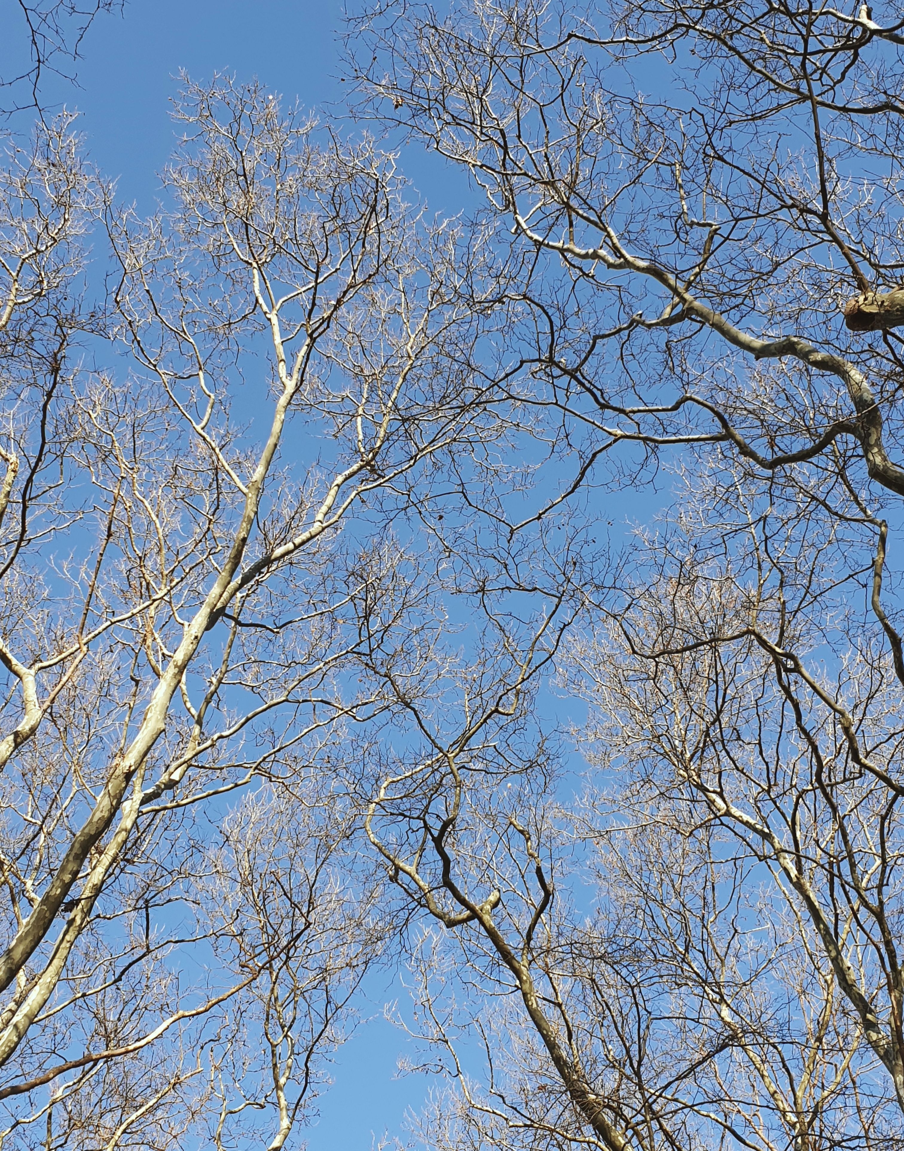 Low-Angle Shot of Leafless Trees · Free Stock Photo