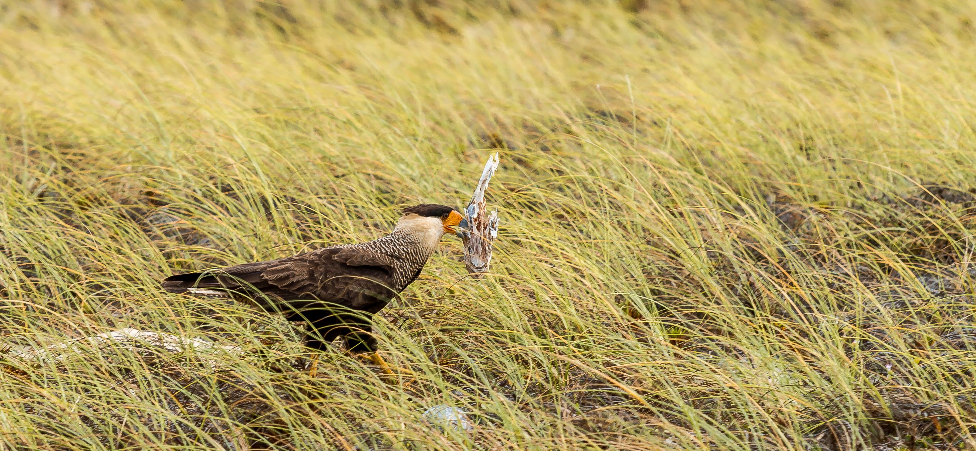 Crested Caracara Bird on Grass Field · Free Stock Photo